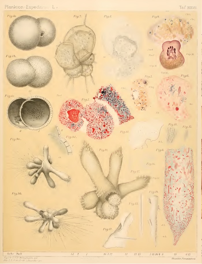 Another Method for Studying Microfossils - Microfossil Mania! - The ...