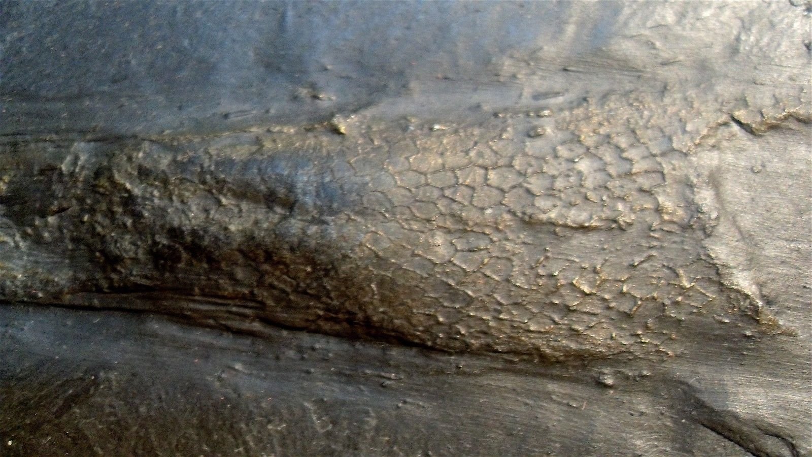 Orthoceras sp. colonised with Bryozoa - Member Collections - The Fossil ...