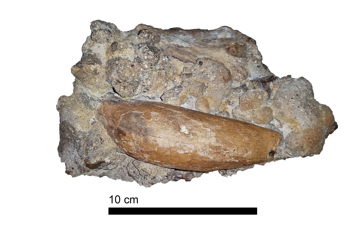 Raptorial Physeteroid Incisor (Chile) - Member Collections - The Fossil ...