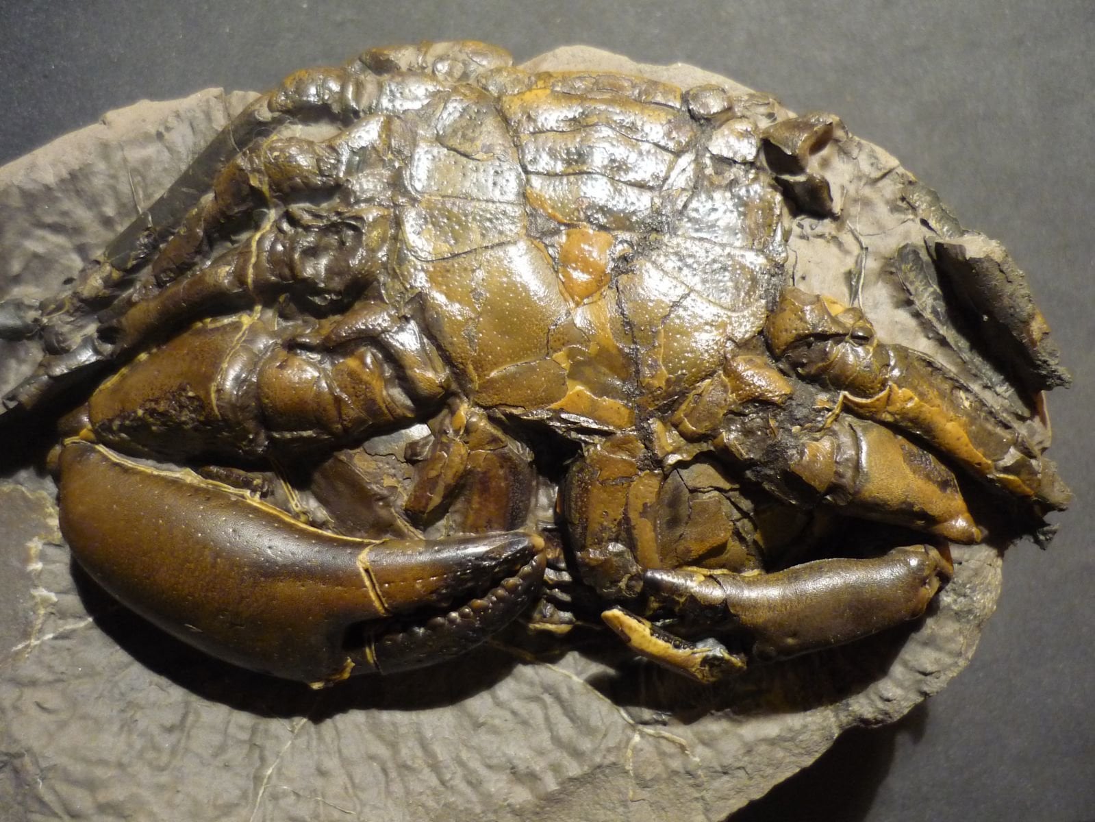 Decapoda - The Fossil Forum