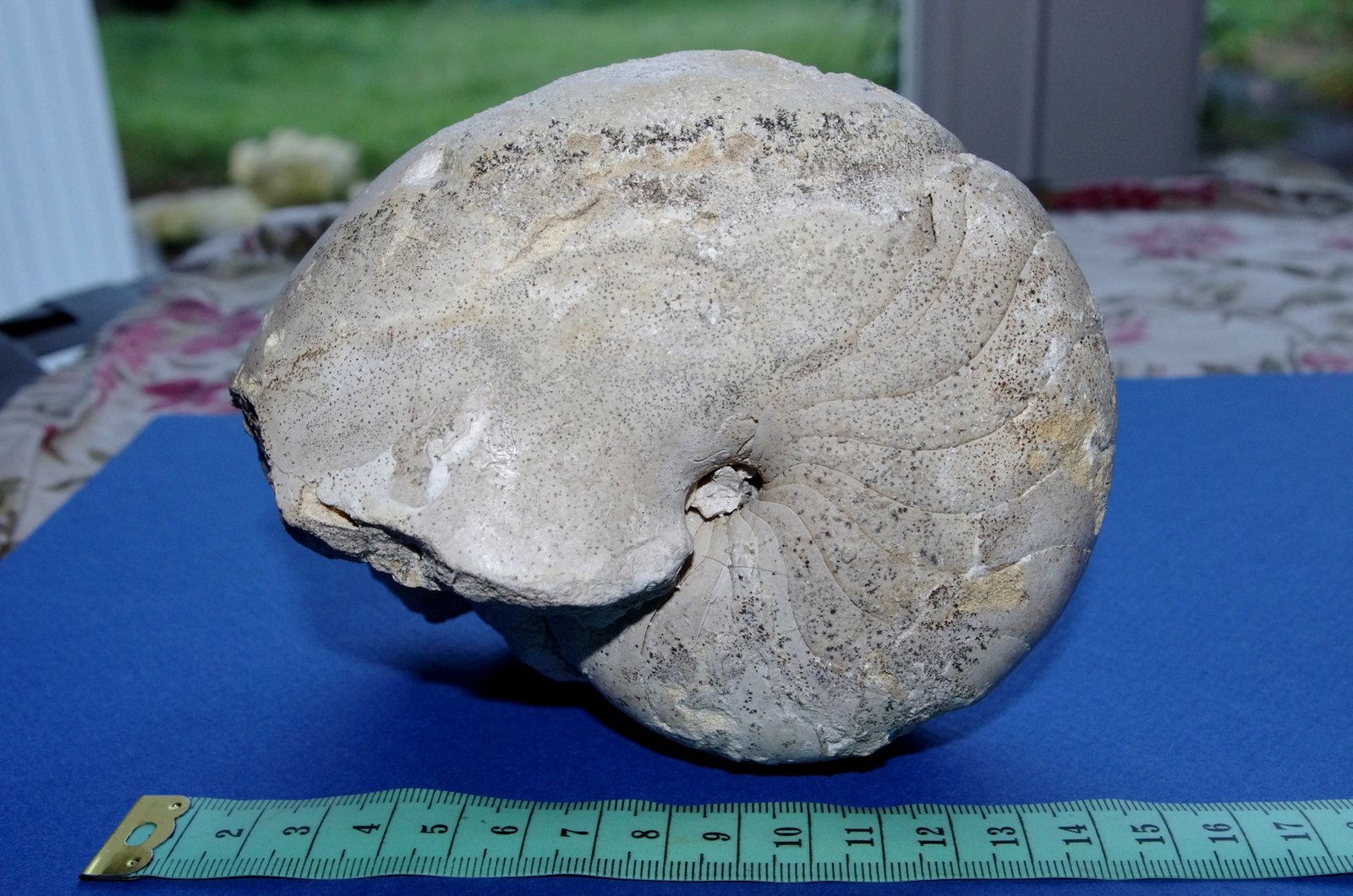 Nautiloid - Nanteuil - Member Collections - The Fossil Forum