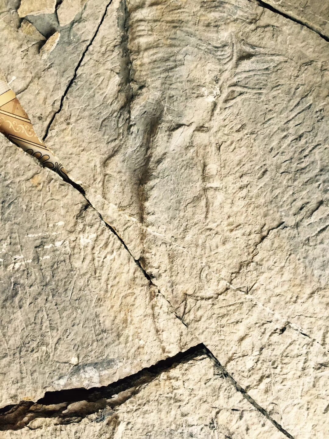 Anshunsaurus huangguoshuensis - Is It Real? How to Recognize Fossil ...