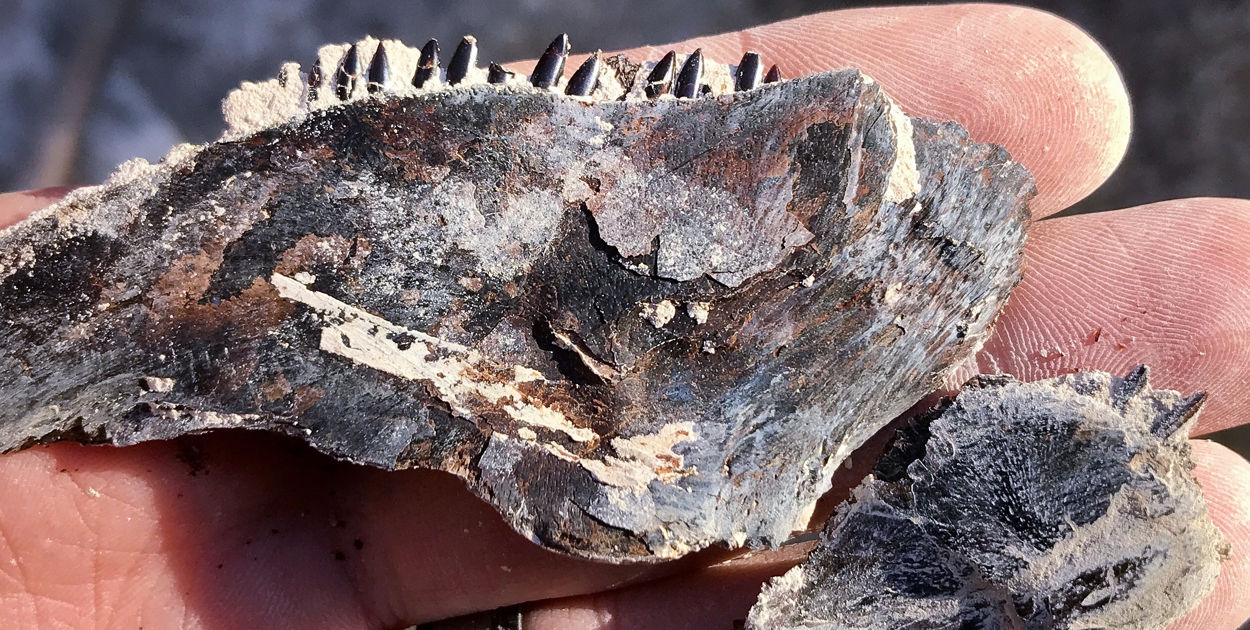 2/1/18: Fish Jaw- Dallas, TX - Fossil Hunting Trips - The Fossil Forum