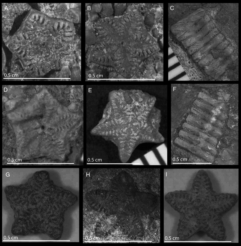 Crinoid? - Fossil ID - The Fossil Forum
