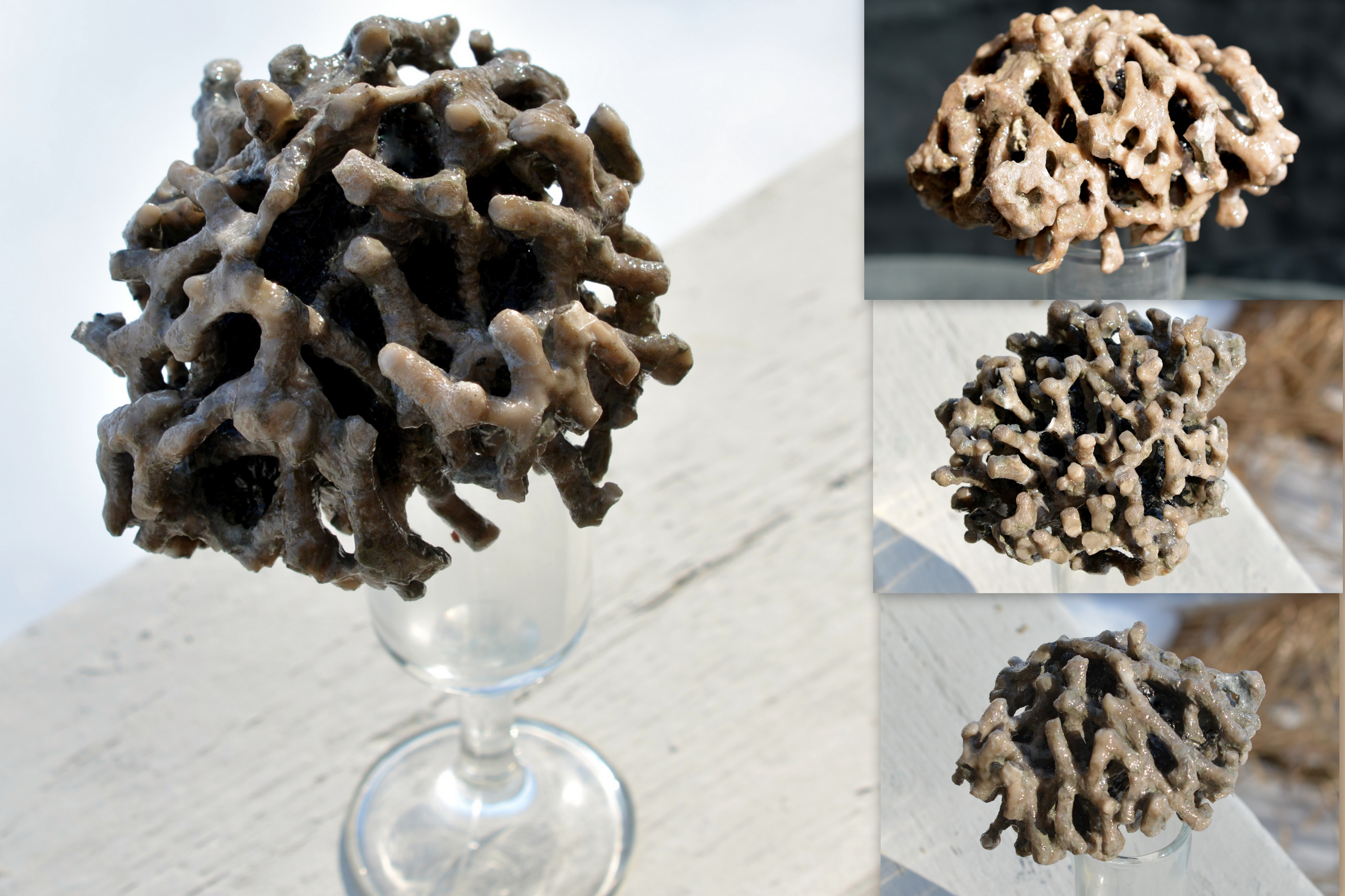 Syringoporid Coral??? - Fossil ID - The Fossil Forum
