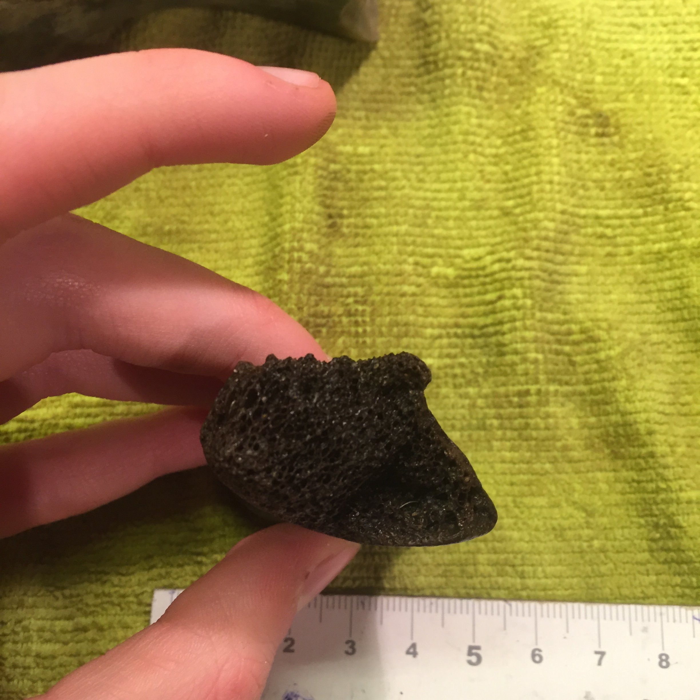 Small bone fragment with possible predation marks - Fossil ID - The ...