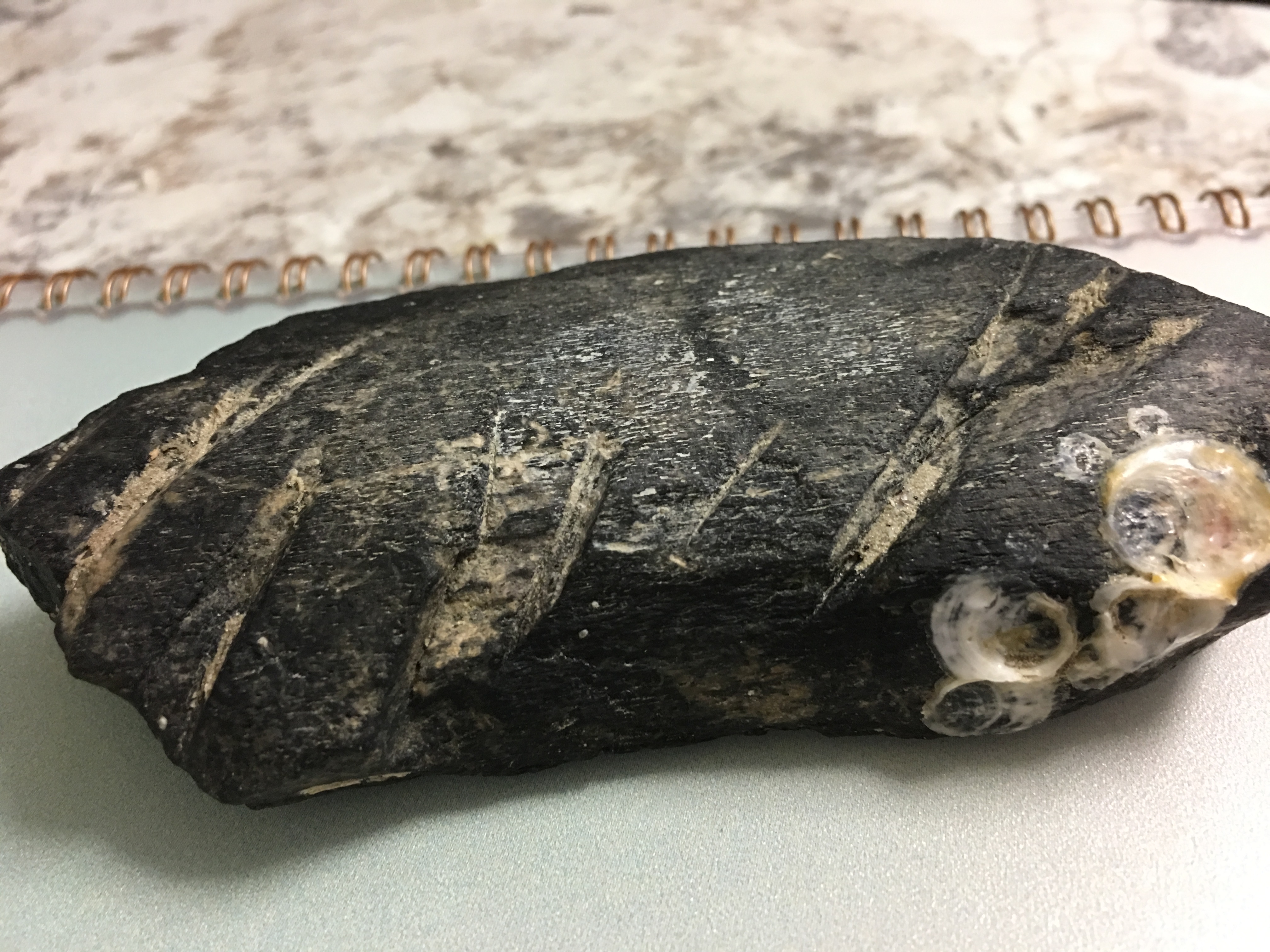 Thoughts? Bite Marks? - Fossil ID - The Fossil Forum