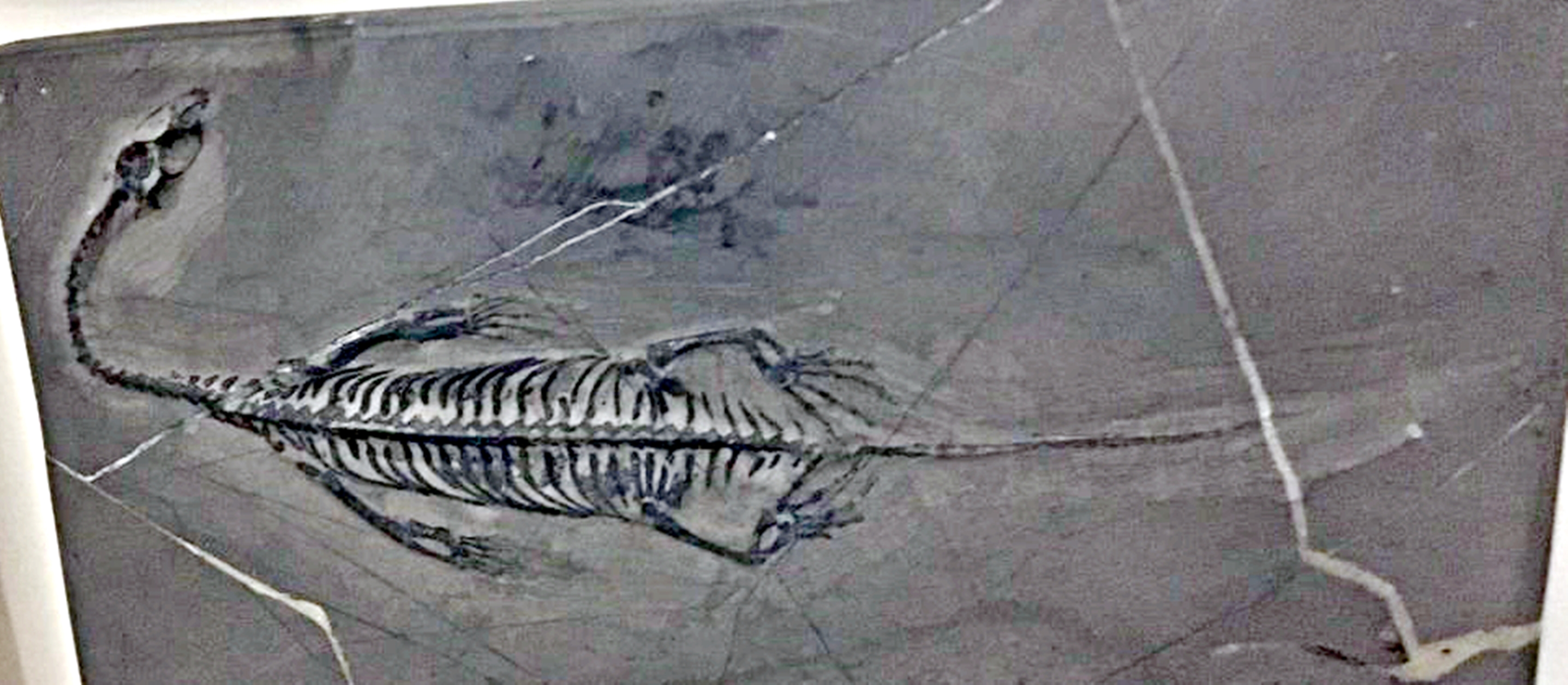 Keichousaurus - Is It Real? How to Recognize Fossil Fabrications - The ...