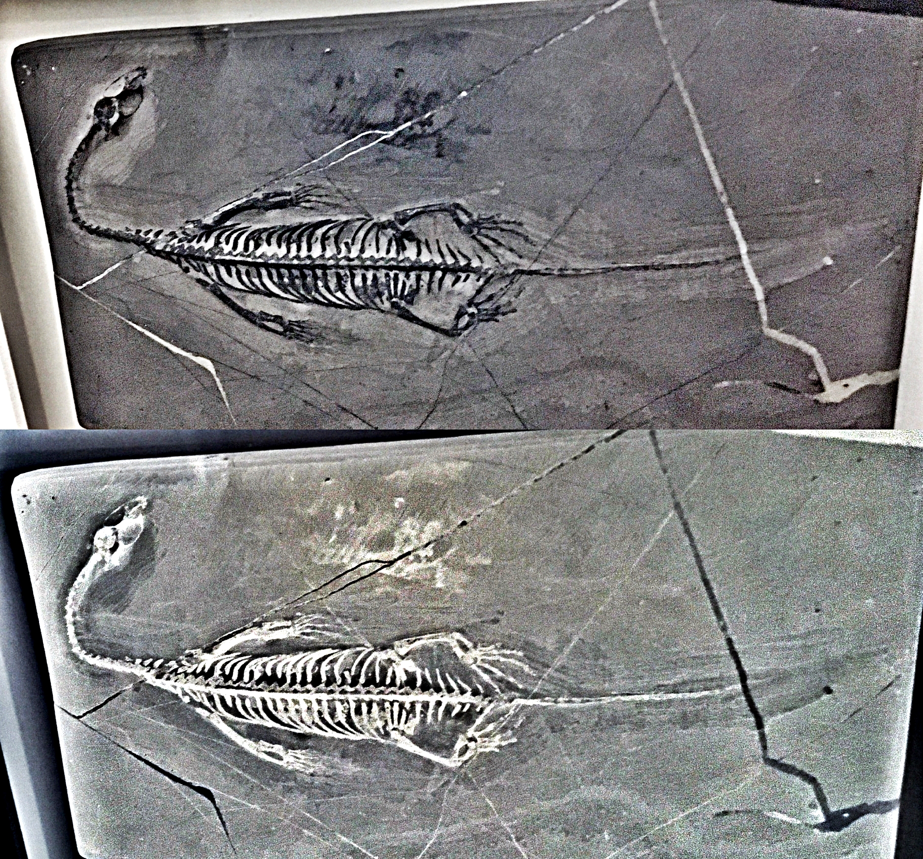 Keichousaurus - Is It Real? How to Recognize Fossil Fabrications - The ...