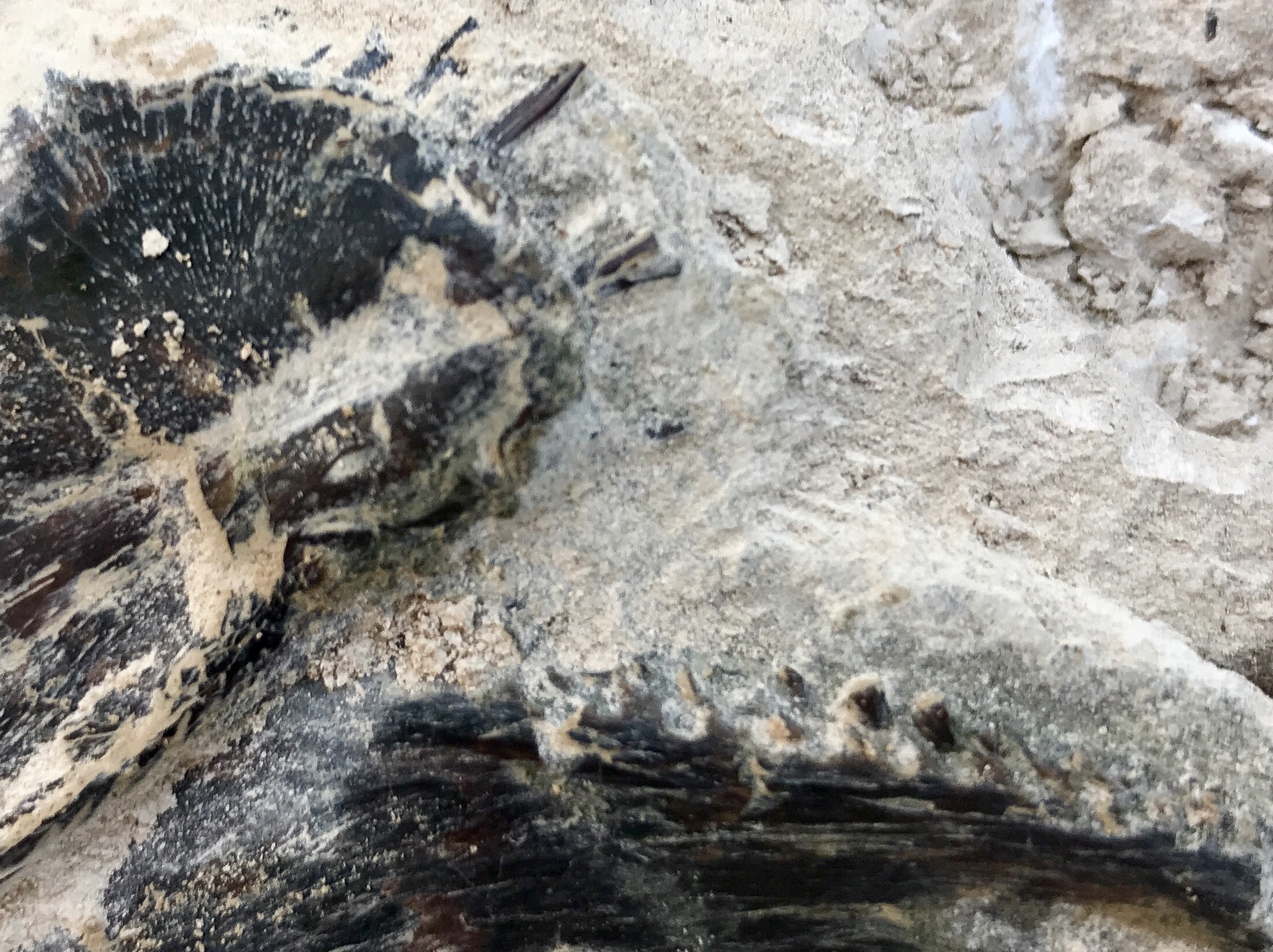 2/1/18: Fish Jaw- Dallas, TX - Fossil Hunting Trips - The Fossil Forum