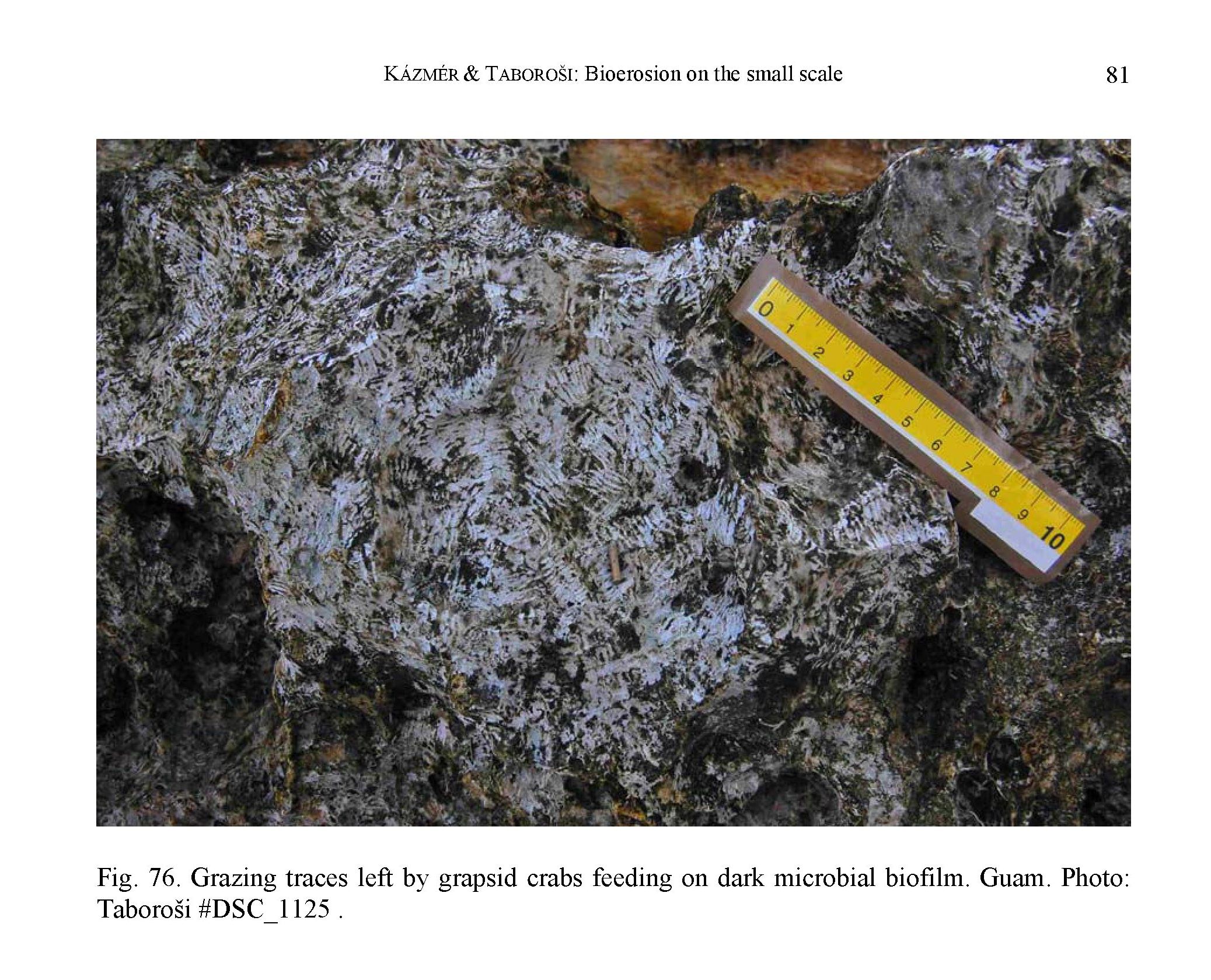 Austin Chalk fossil - Fossil ID - The Fossil Forum