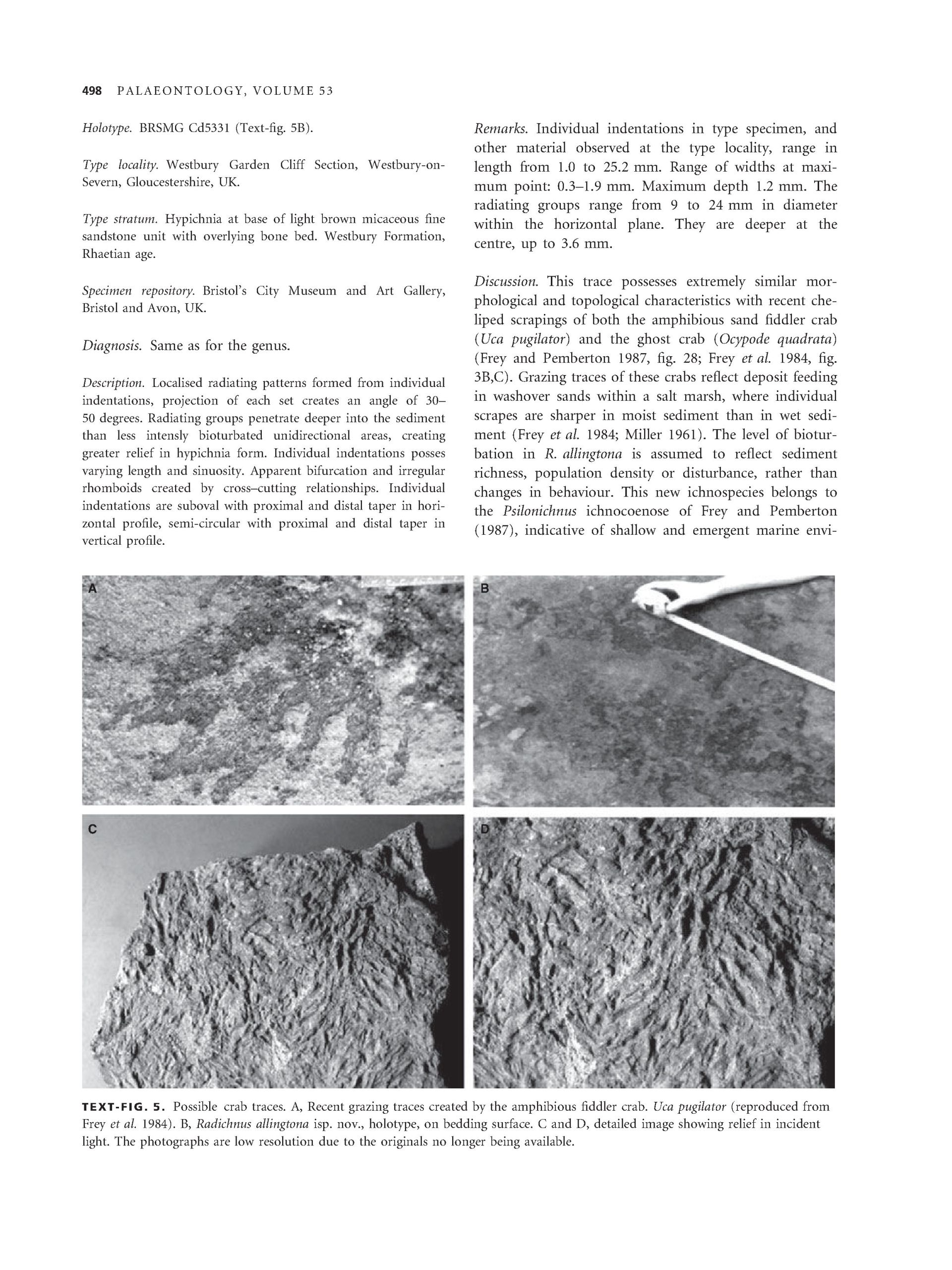 Austin Chalk fossil - Fossil ID - The Fossil Forum