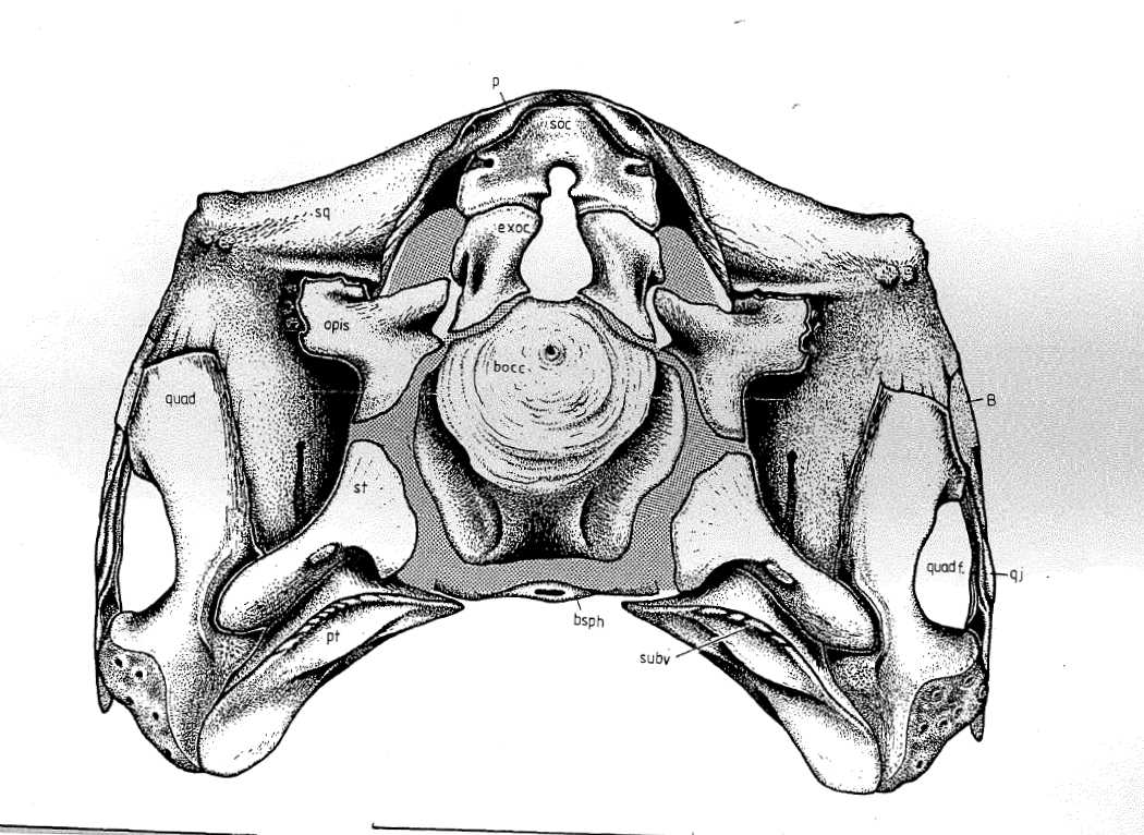 Vertebra Queensland - Fossil ID - The Fossil Forum