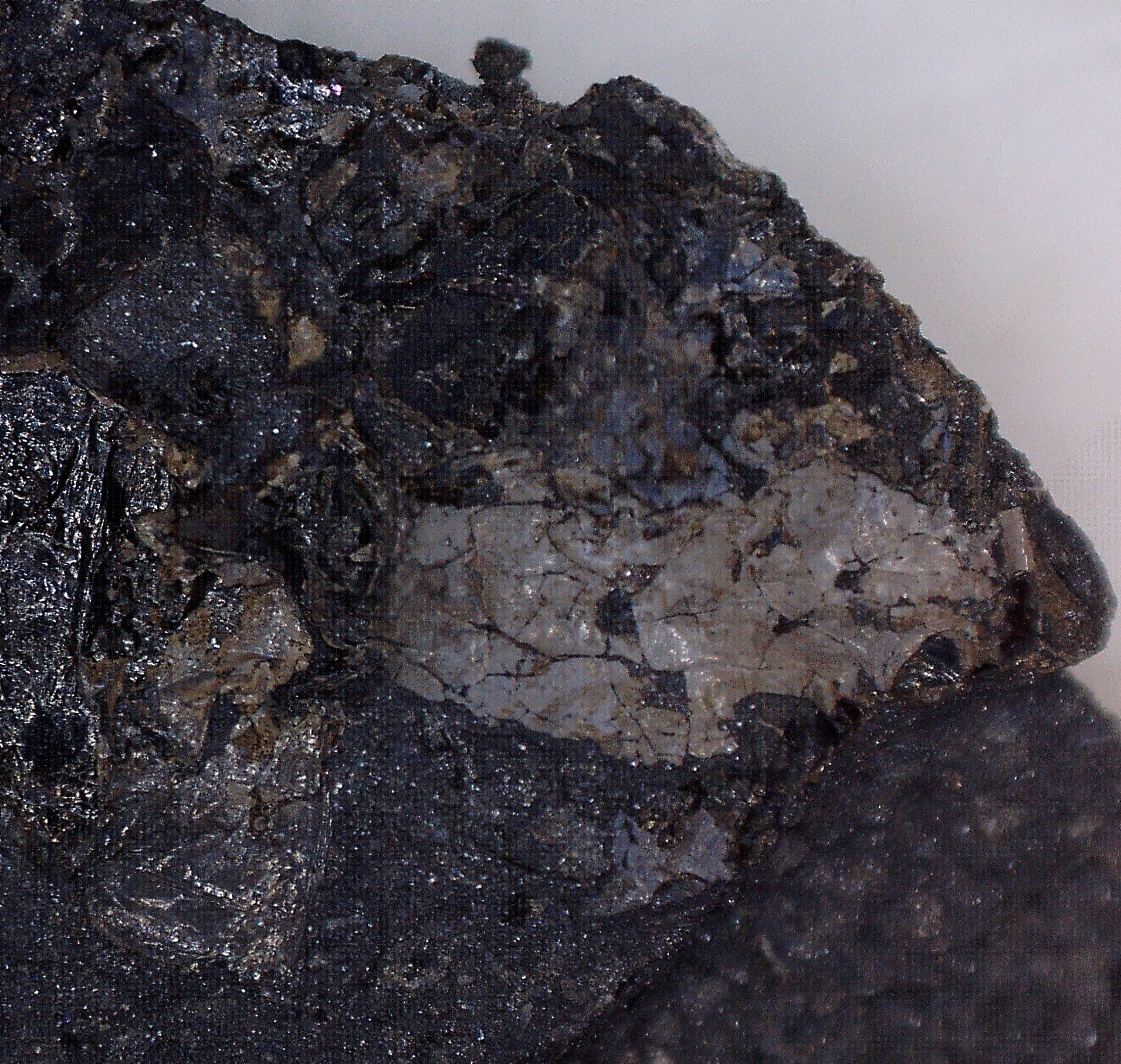 Help with item from Pennsylvanian shale - Fossil ID - The Fossil Forum