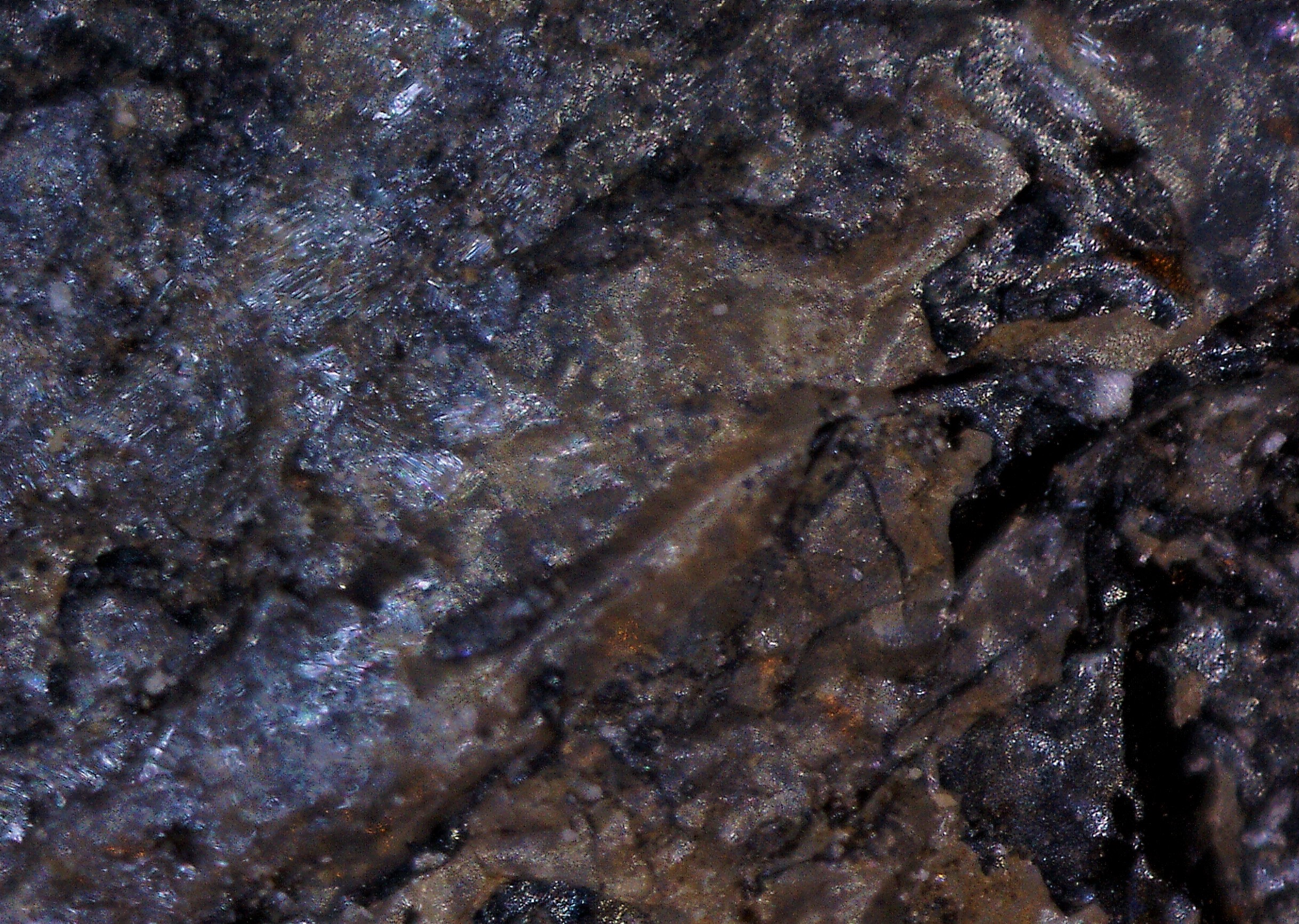 Help with item from Pennsylvanian shale - Fossil ID - The Fossil Forum