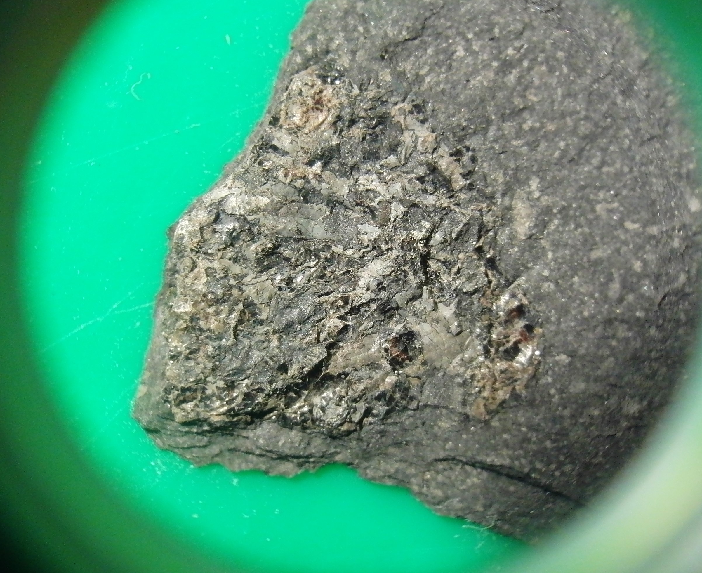 Help with item from Pennsylvanian shale - Fossil ID - The Fossil Forum