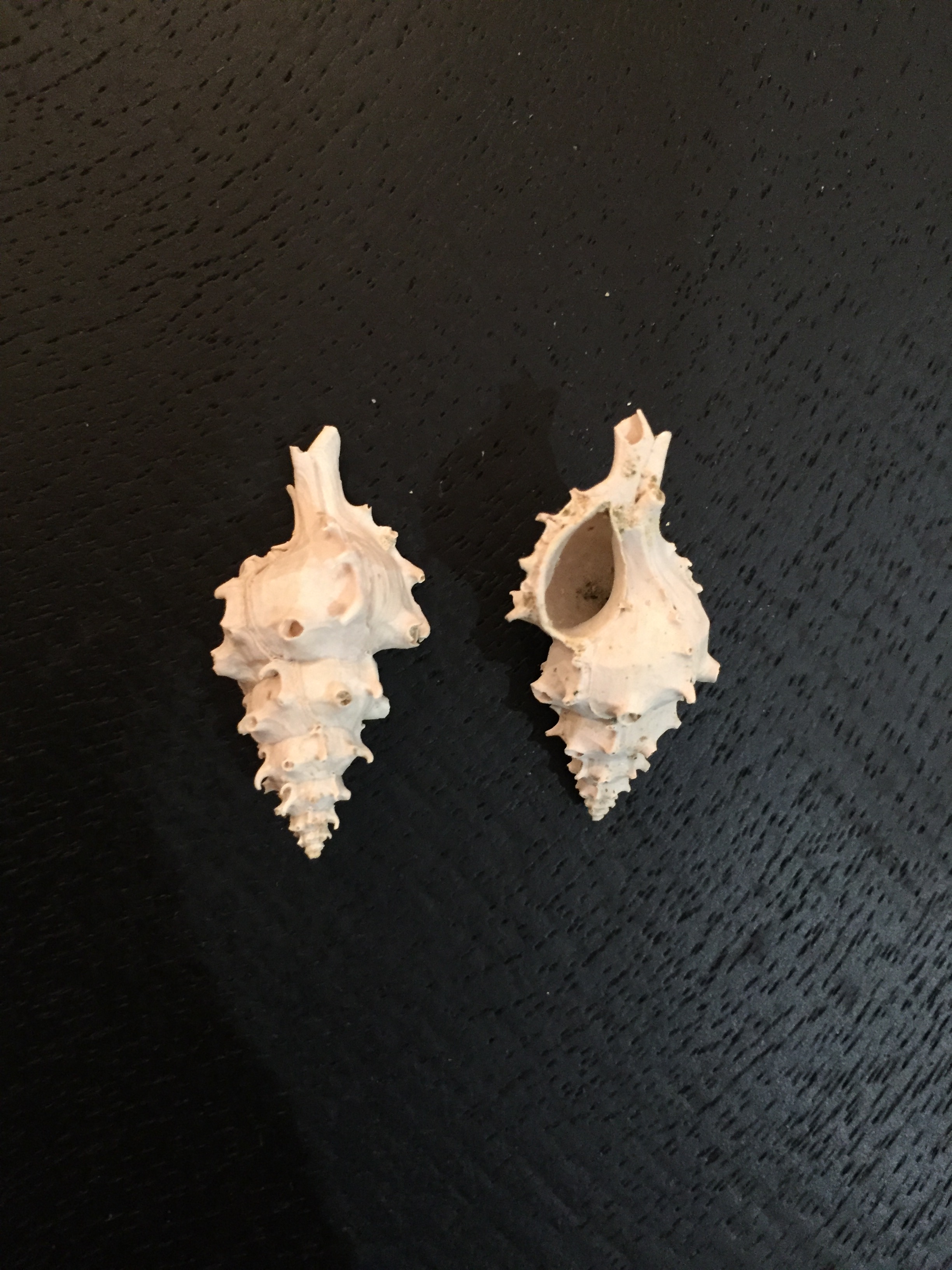 Some shells of the Paris Basin - Member Collections - The Fossil Forum