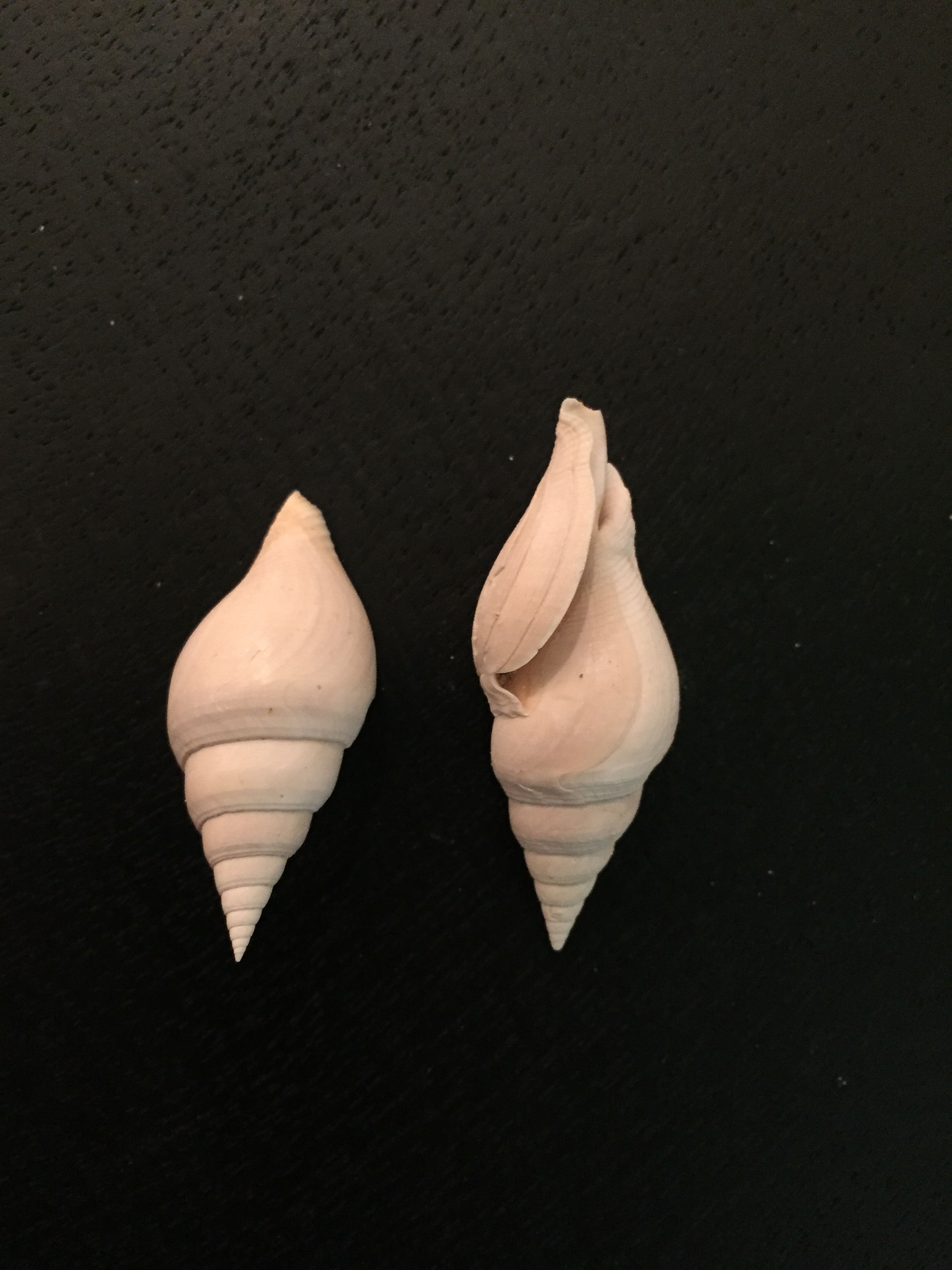 Some shells of the Paris Basin - Member Collections - The Fossil Forum