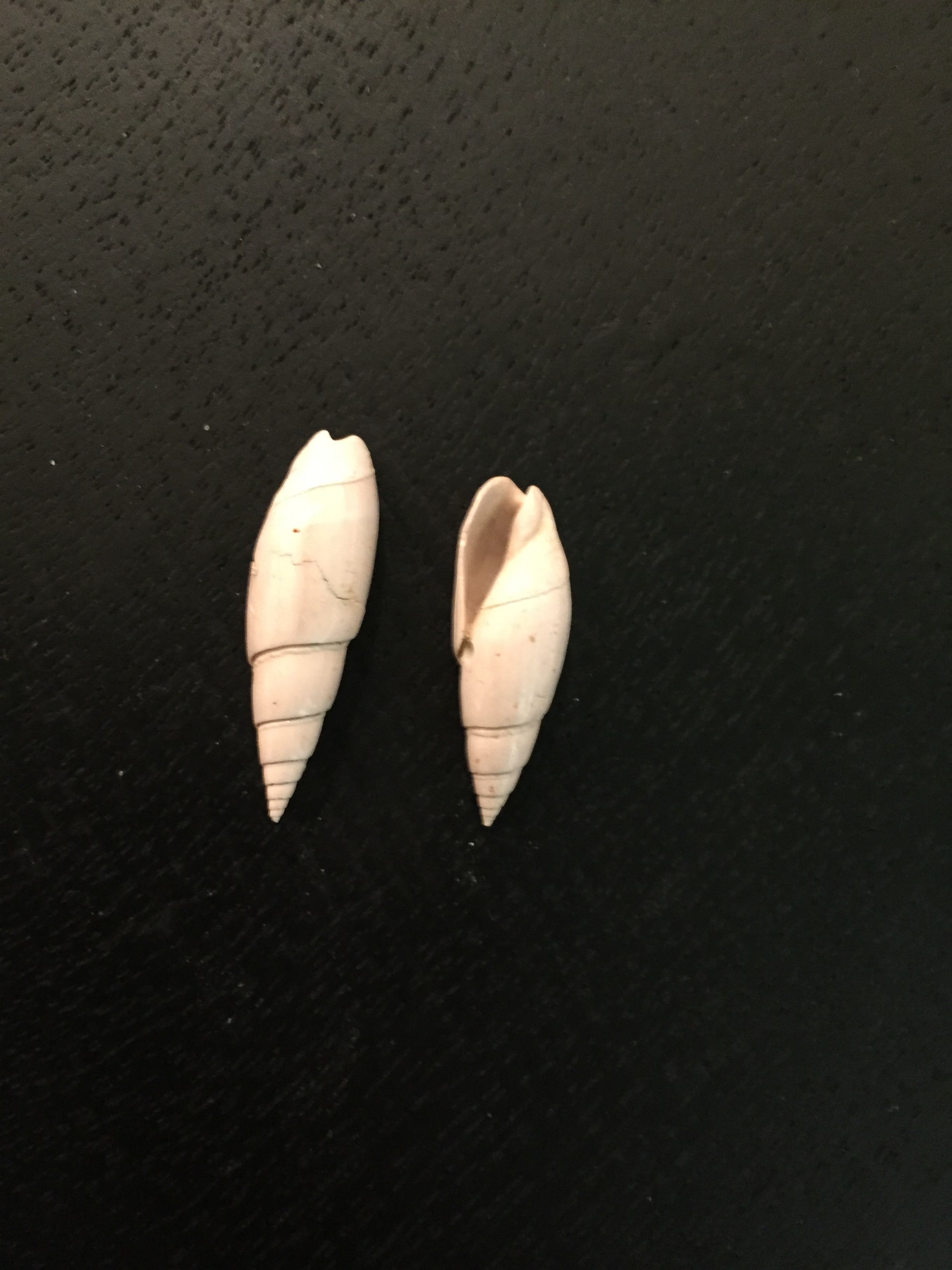 Some shells of the Paris Basin - Member Collections - The Fossil Forum