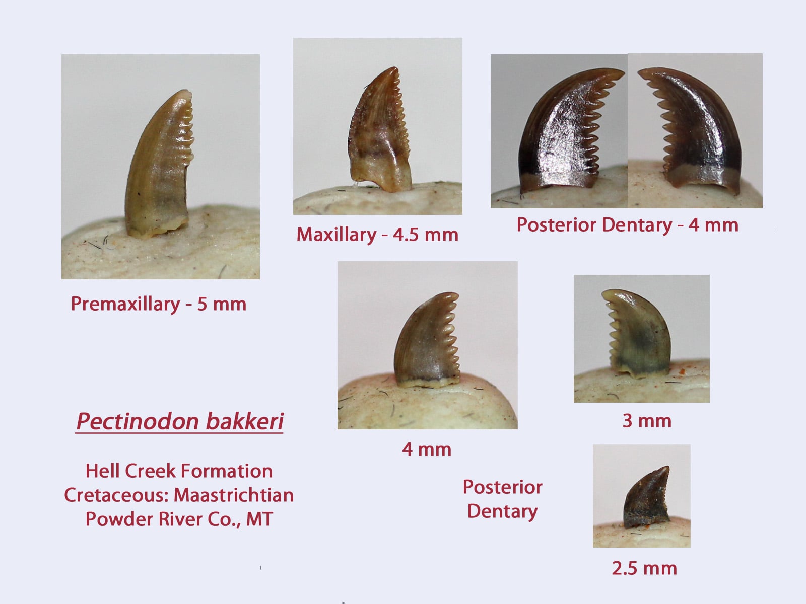 My Jurassic Park - Troodontids - Member Collections - The Fossil Forum