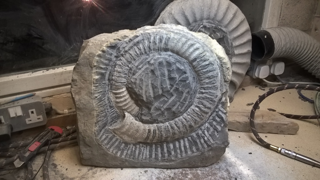 Big British ammonites - tips please - Fossil Preparation - The Fossil Forum