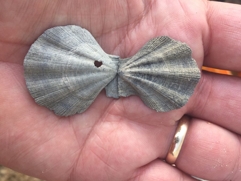 James River Weekend - VA - Fossil Hunting Trips - The Fossil Forum