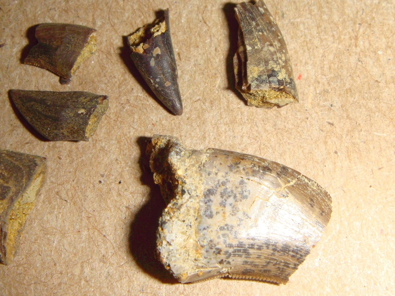 Various Raptor Teeth? - Fossil ID - The Fossil Forum