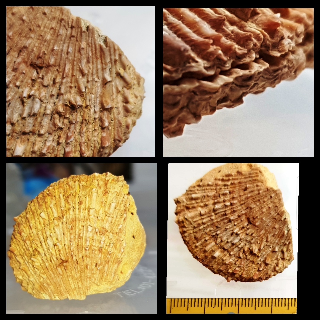 ×oyster - Fossil ID - The Fossil Forum