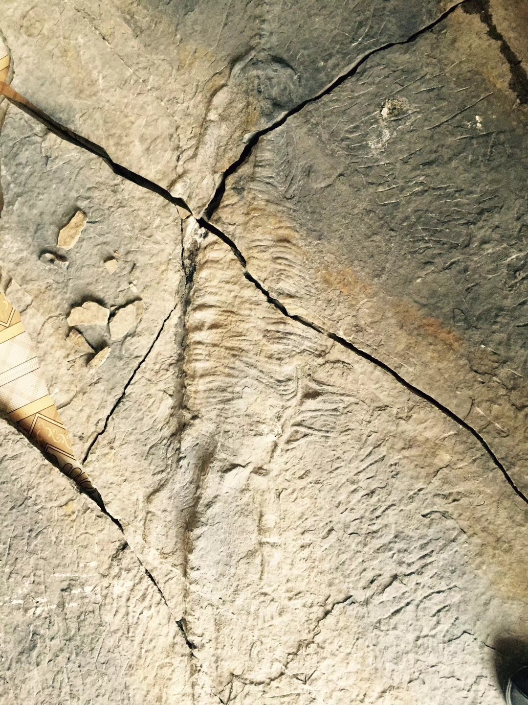 Anshunsaurus huangguoshuensis - Is It Real? How to Recognize Fossil ...