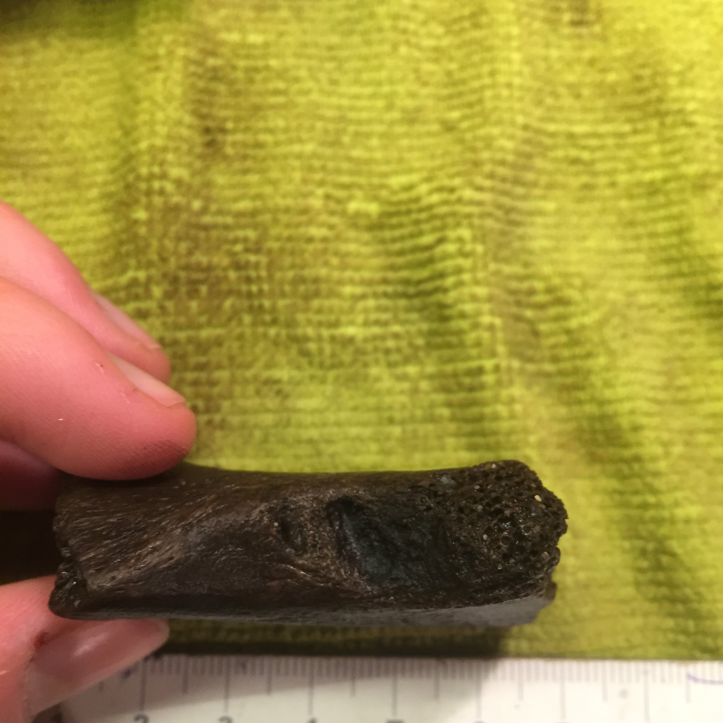 Small bone fragment with possible predation marks - Fossil ID - The ...