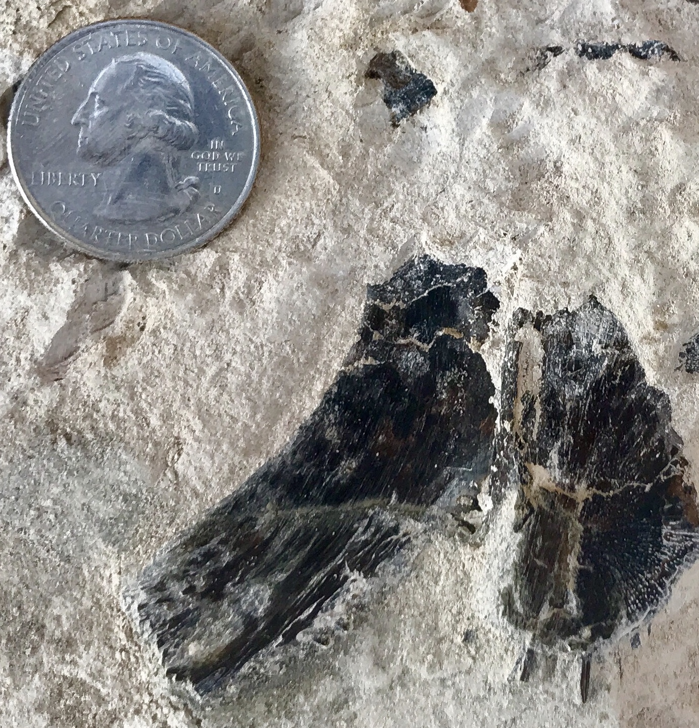 2/1/18: Fish Jaw- Dallas, TX - Fossil Hunting Trips - The Fossil Forum
