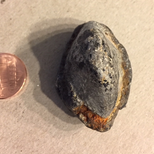 Midland TX Flower Bed - Fossil ID - The Fossil Forum