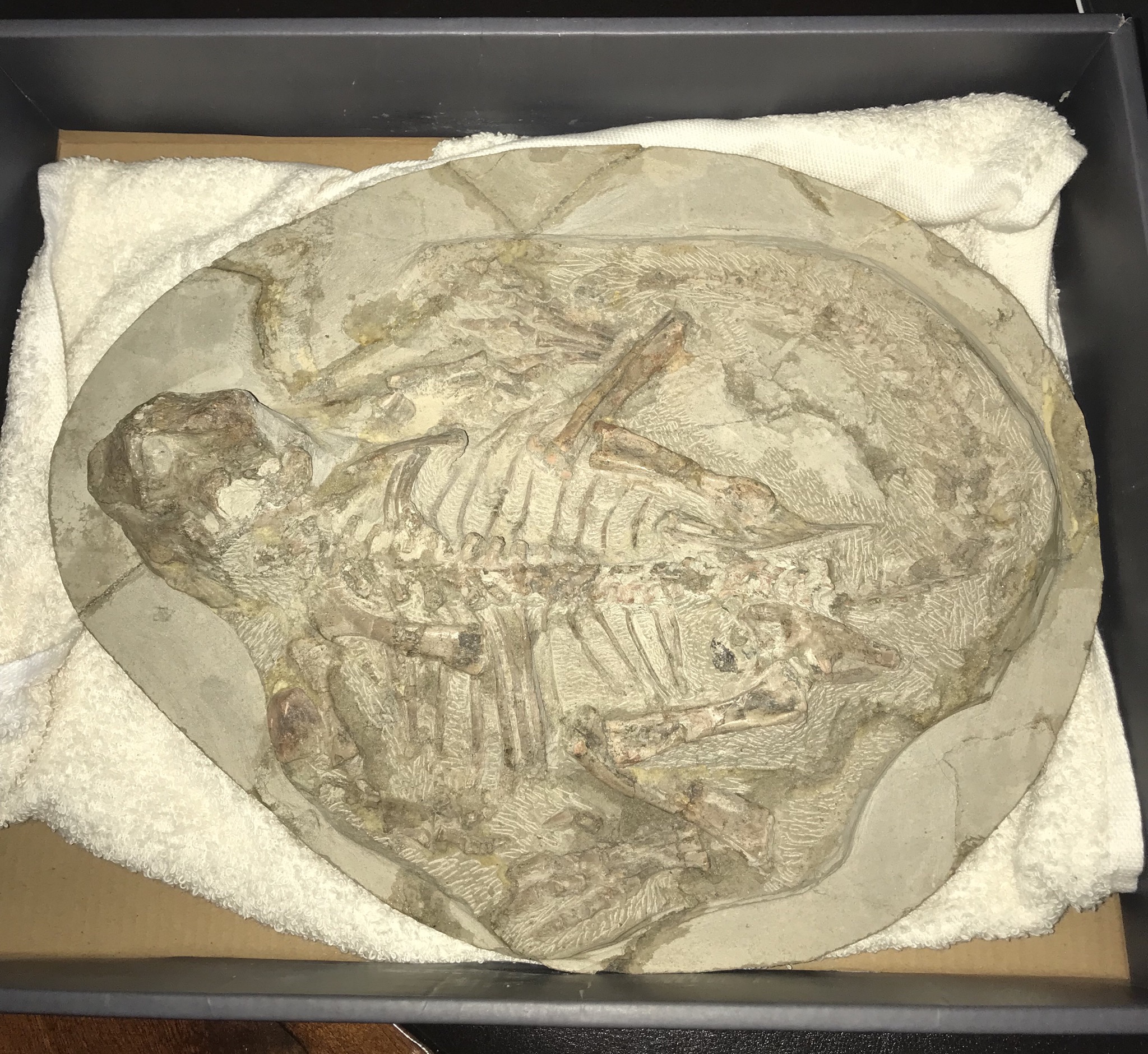 Psittacosaurus Prep - Fossil Preparation - The Fossil Forum