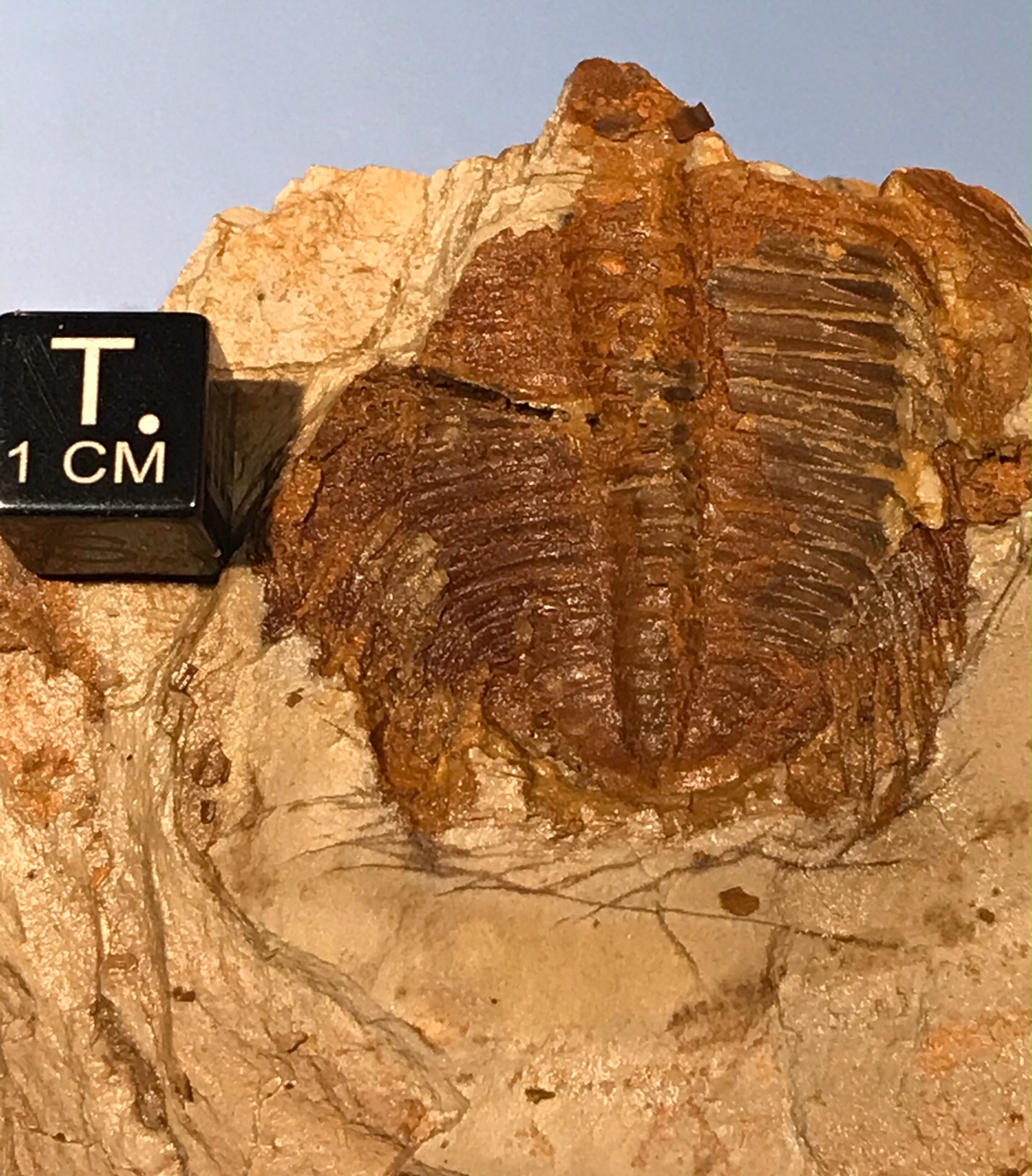 Four is a crowd (in a good way) - General Fossil Discussion - The ...
