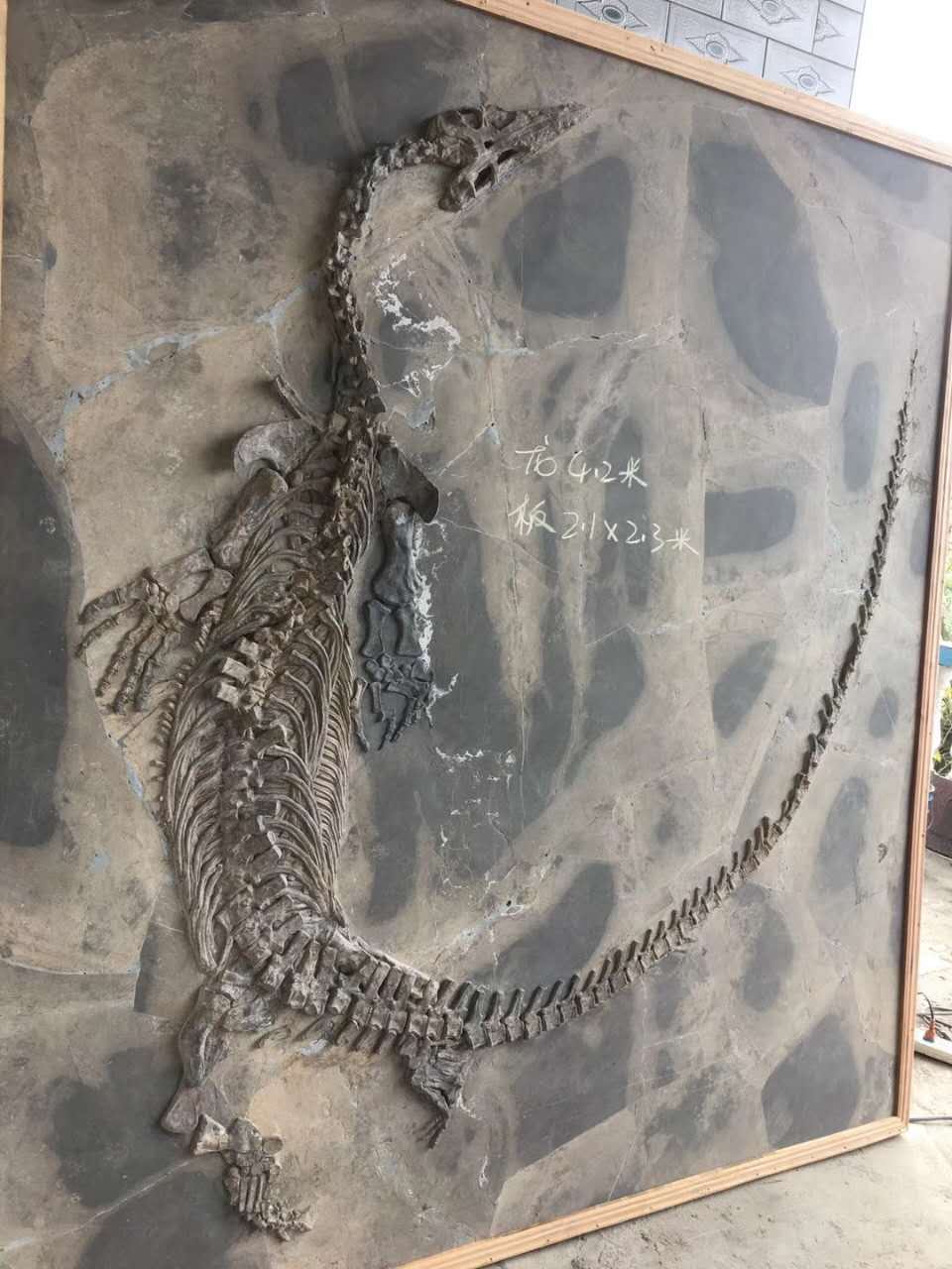 Anshunsaurus huangguoshuensis - Is It Real? How to Recognize Fossil ...