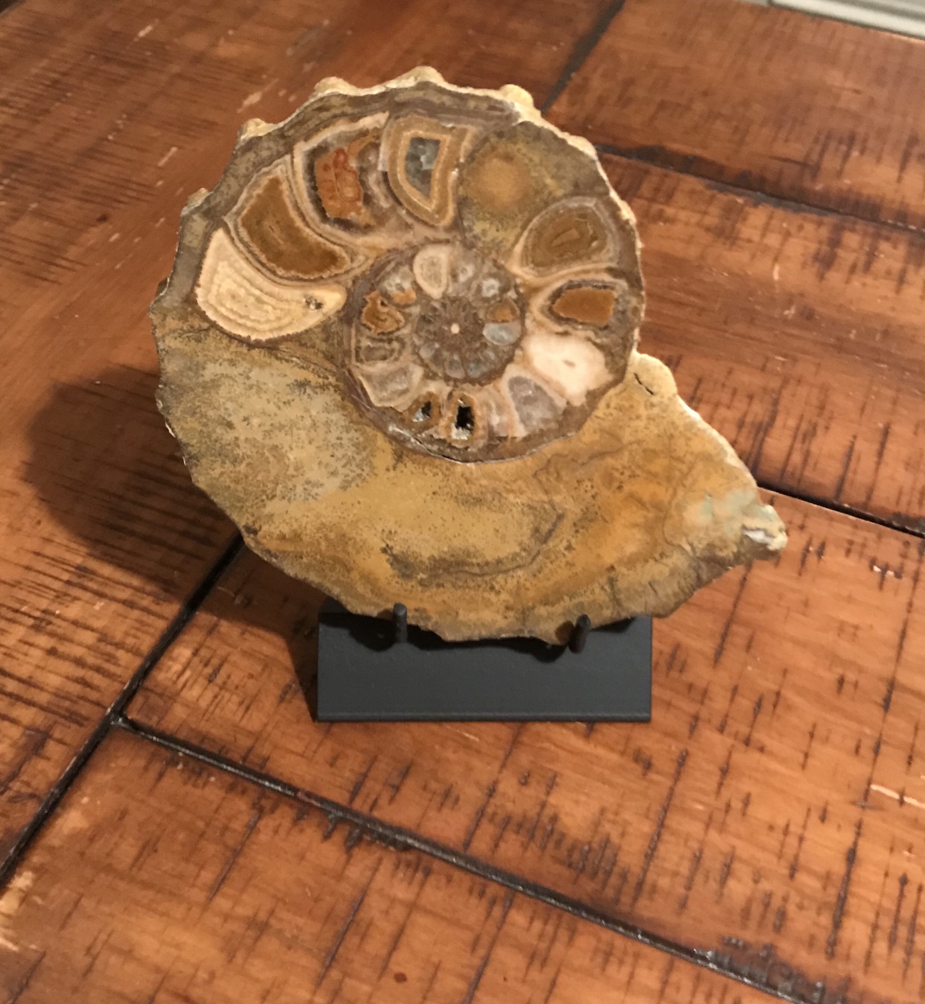 Fossil Stands - Fossil Preparation - The Fossil Forum