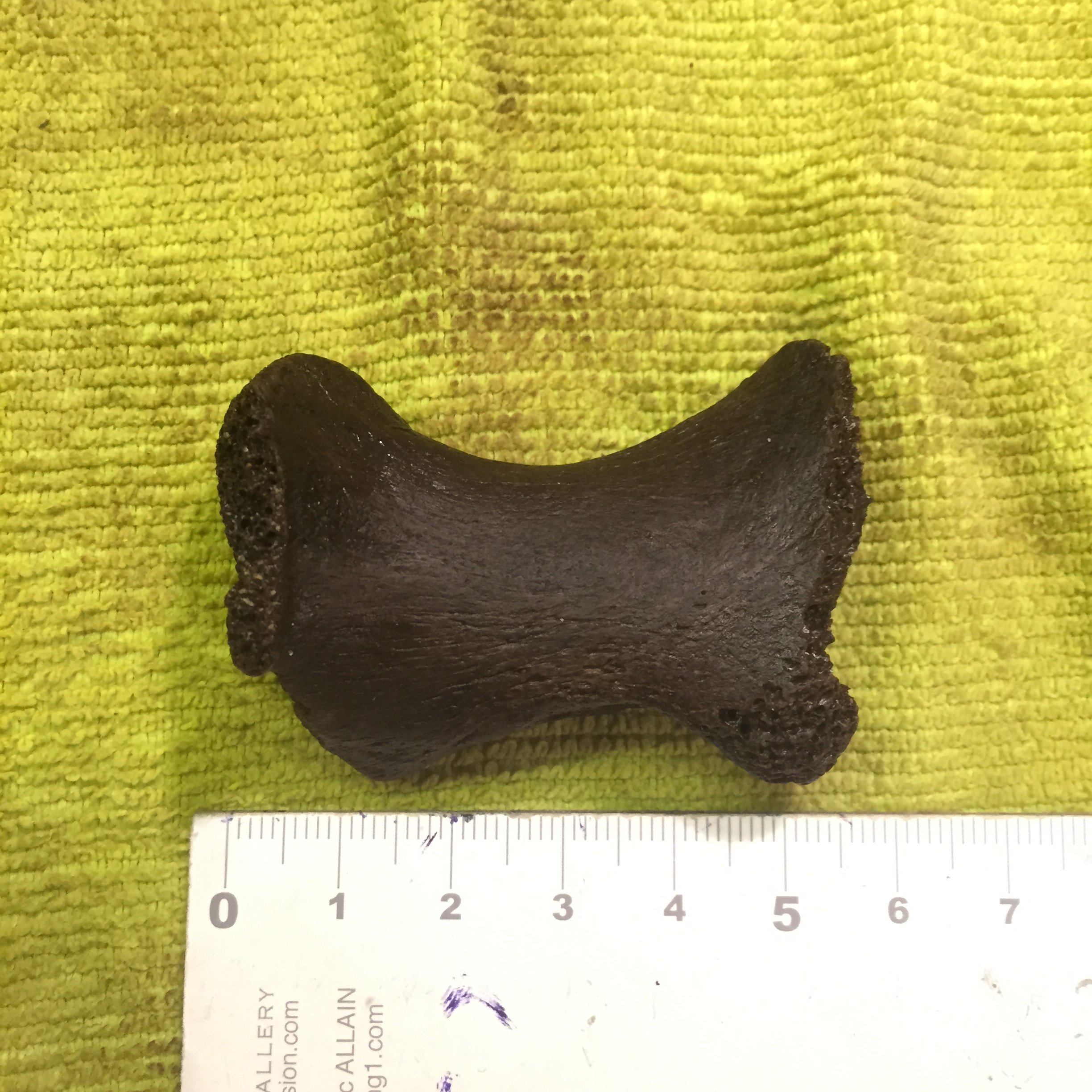 Small bone fragment with possible predation marks - Fossil ID - The ...