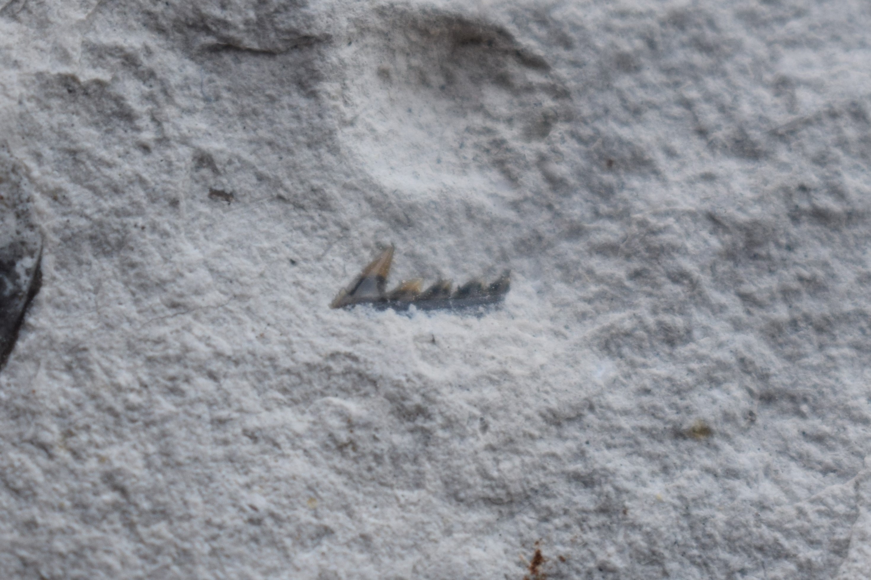 Show me your six and seven gill shark teeth - Member Collections - The ...