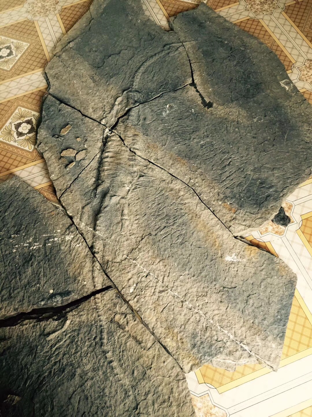 Anshunsaurus huangguoshuensis - Is It Real? How to Recognize Fossil ...