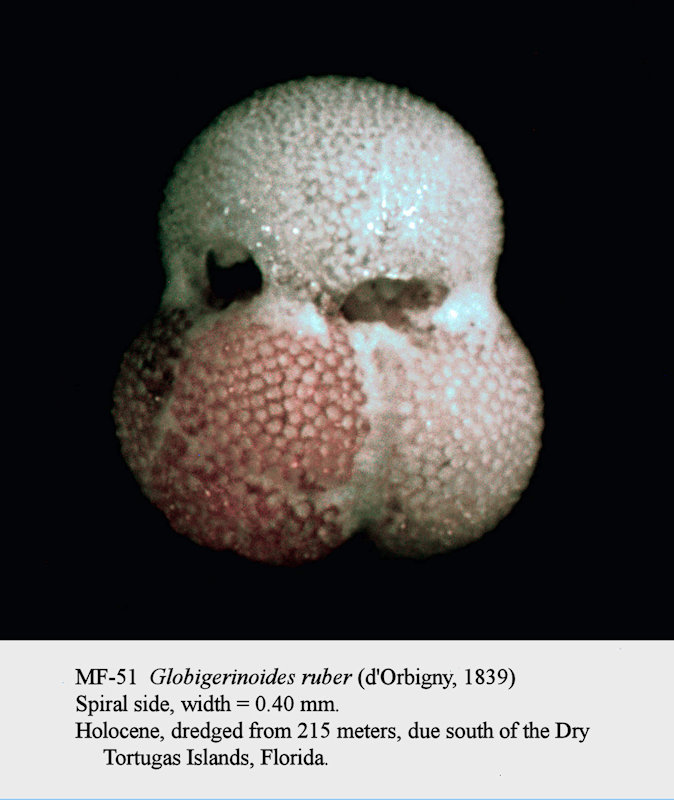 Holocene Planktonic Foraminifera from the Dry Tortugas, Part 2 ...