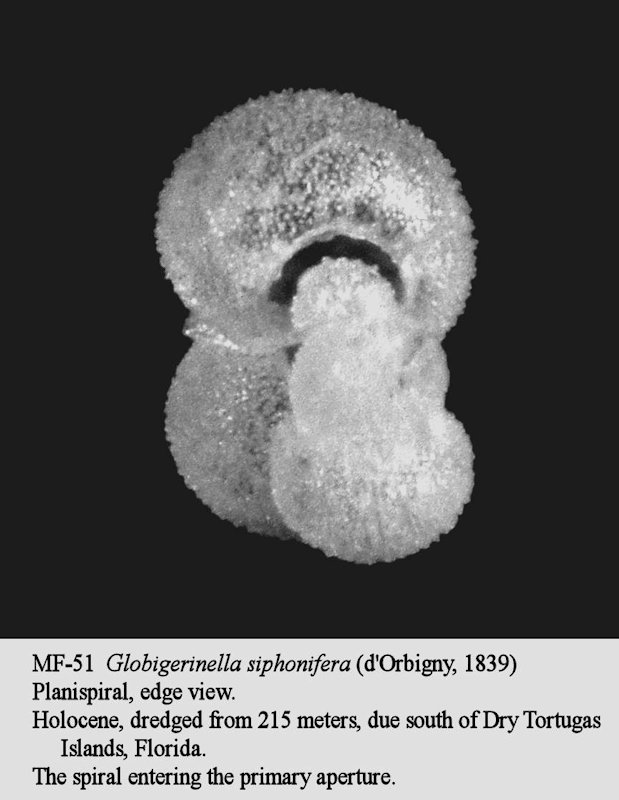 Holocene Planktonic Foraminifera from the Dry Tortugas, Part 2 ...