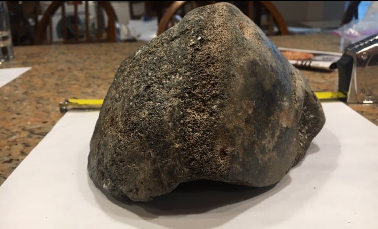Mastodon/mammoth leg bone chunk, Florida - Fossil ID - The Fossil Forum