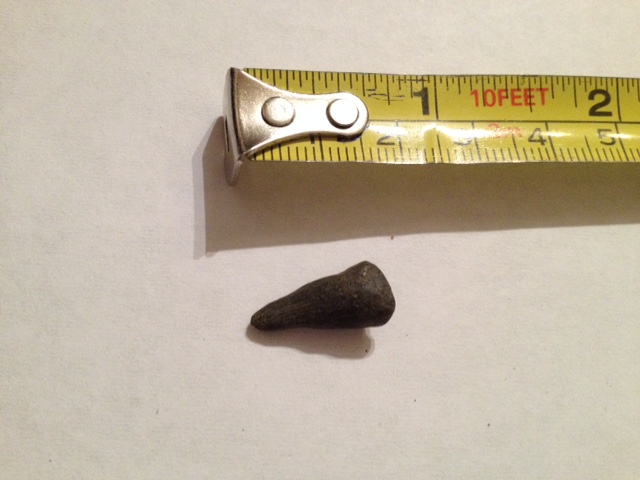 Baby Whale Tooth? - Fossil ID - The Fossil Forum