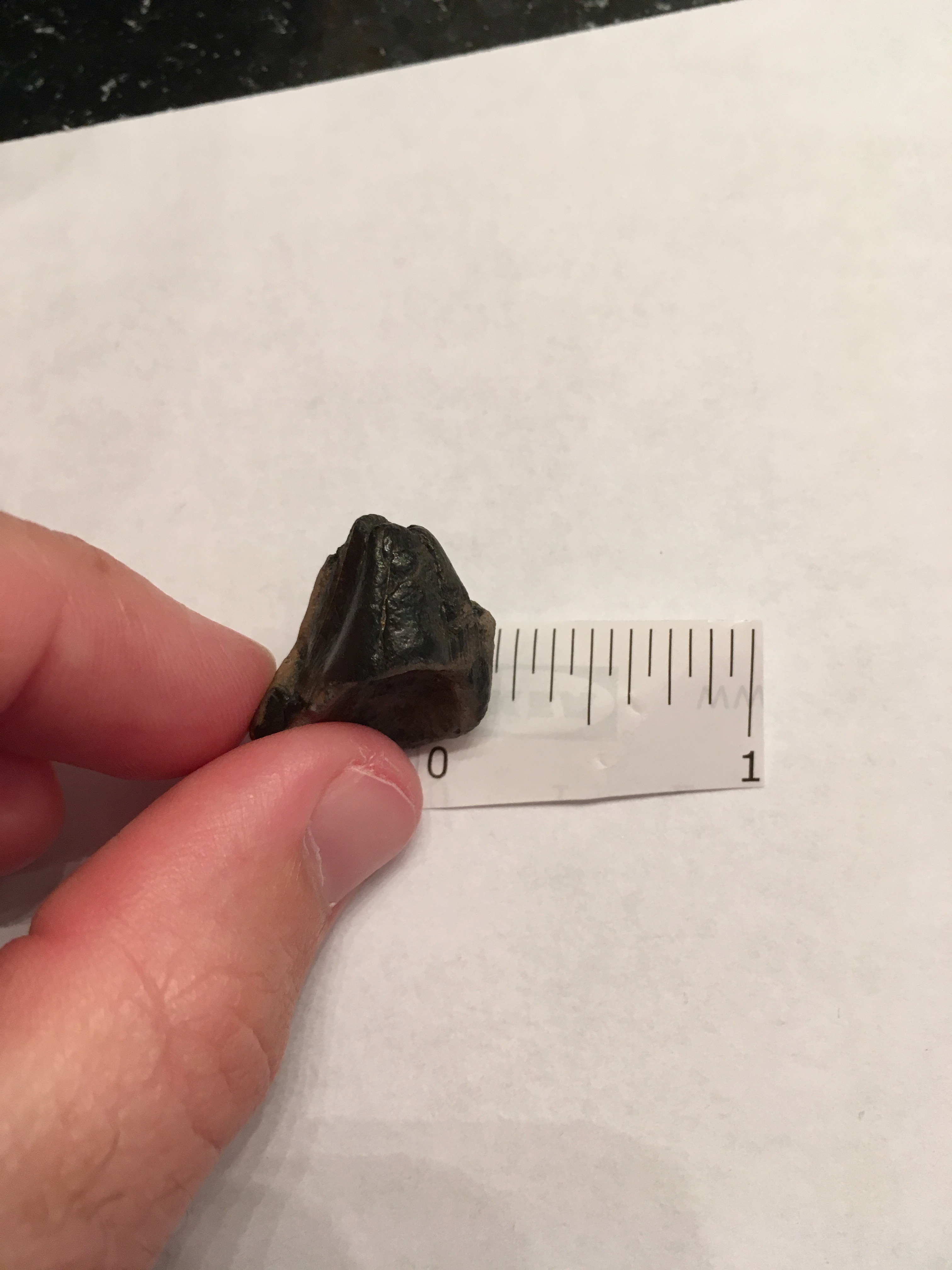 Tooth ID - Fossil ID - The Fossil Forum