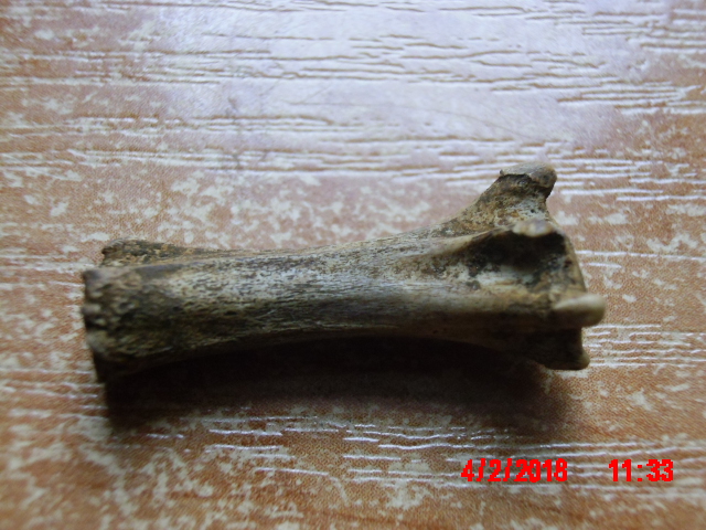 bird bone? - Fossil ID - The Fossil Forum