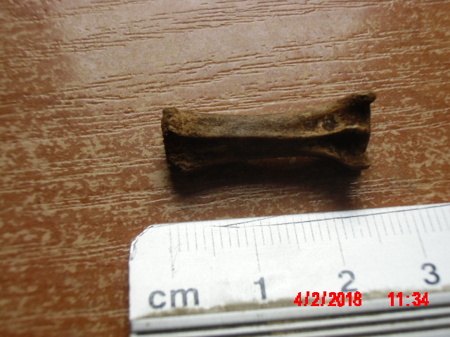 bird bone? - Fossil ID - The Fossil Forum