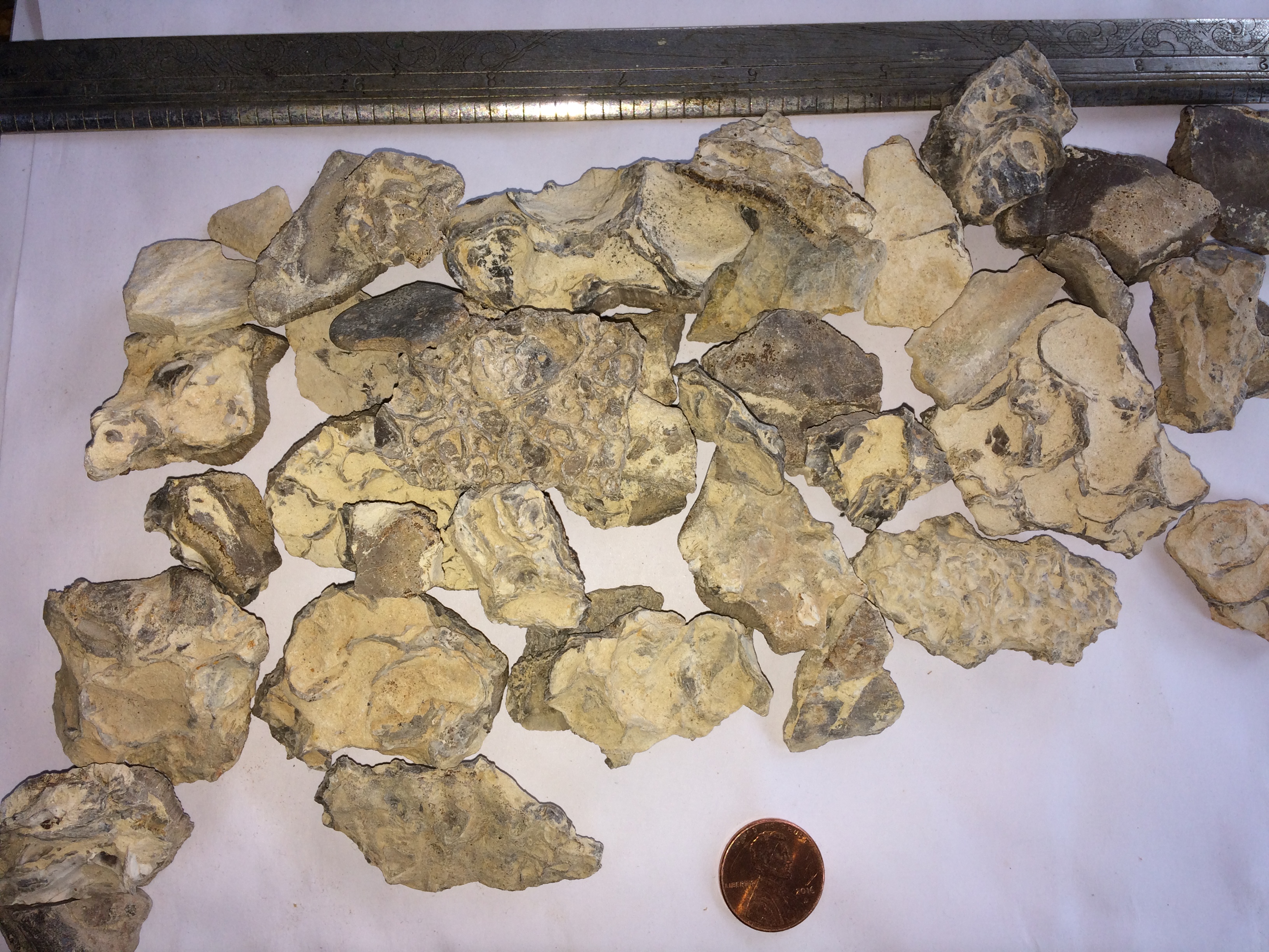 Exoskeleton - Fossil ID - The Fossil Forum