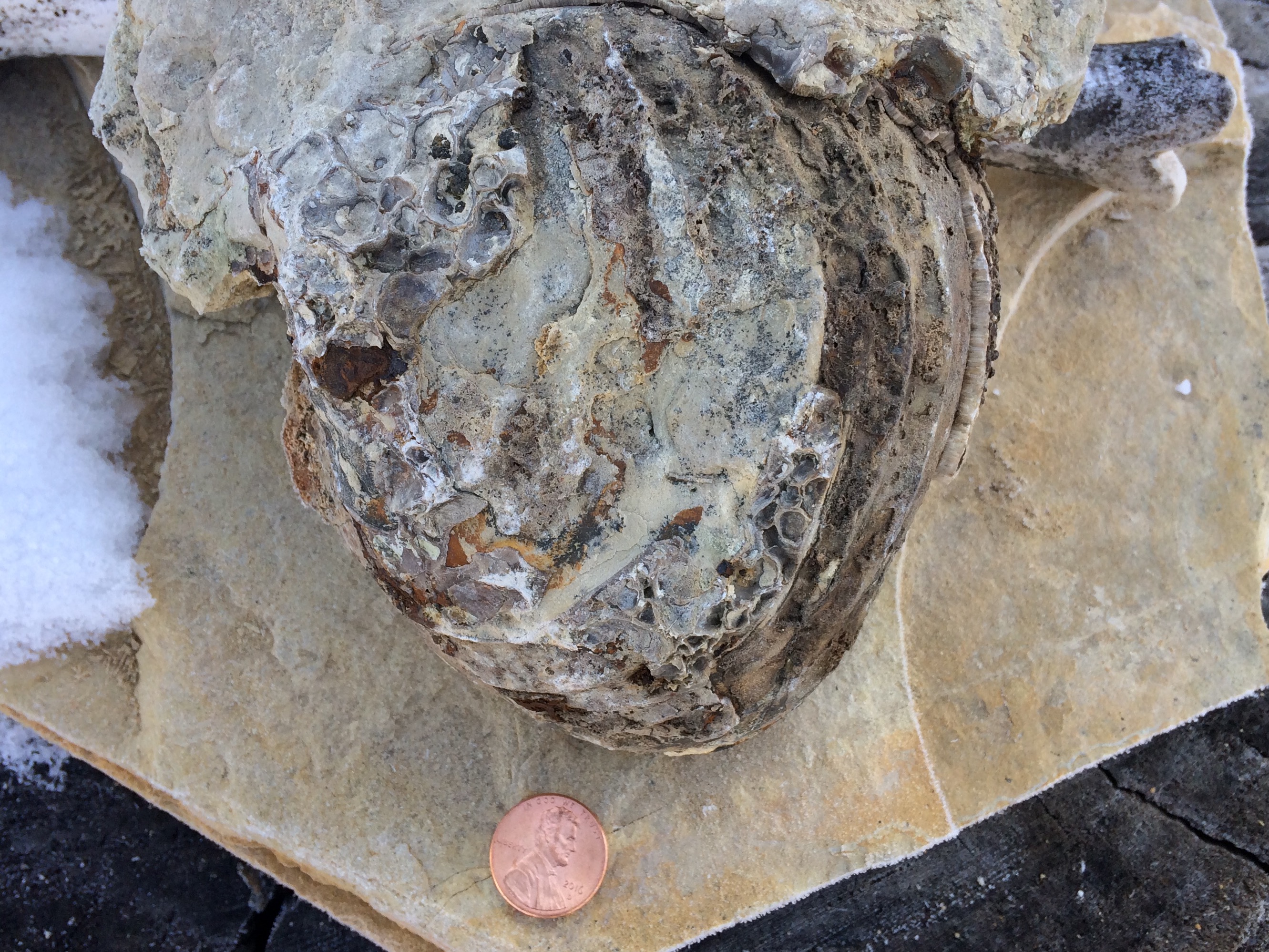 Exoskeleton - Fossil ID - The Fossil Forum