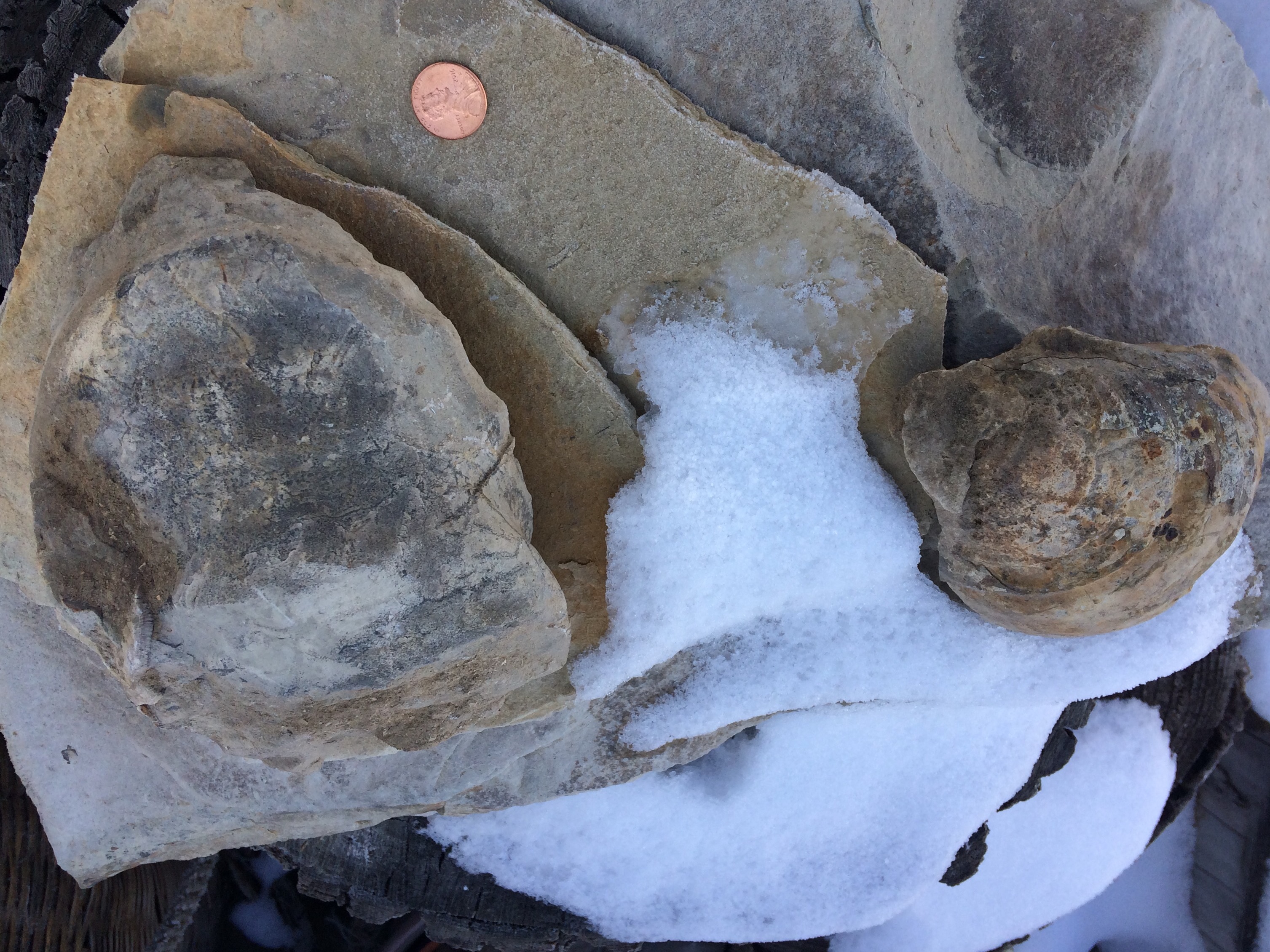 Exoskeleton - Fossil ID - The Fossil Forum