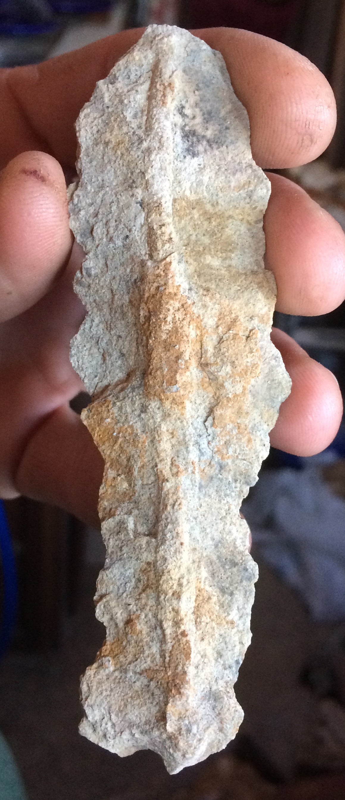 Strange chip - Fossil ID - The Fossil Forum